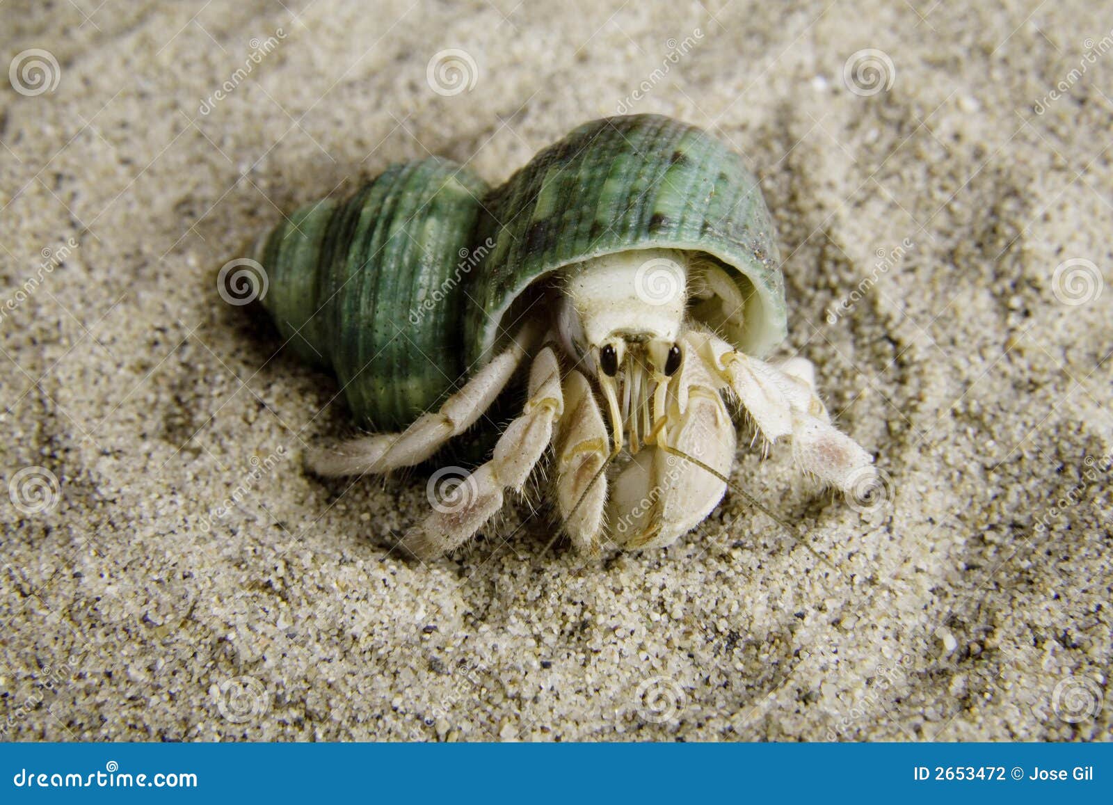 Bernard l'ermite 4 photo stock. Image du crabe, arbre - 2653472