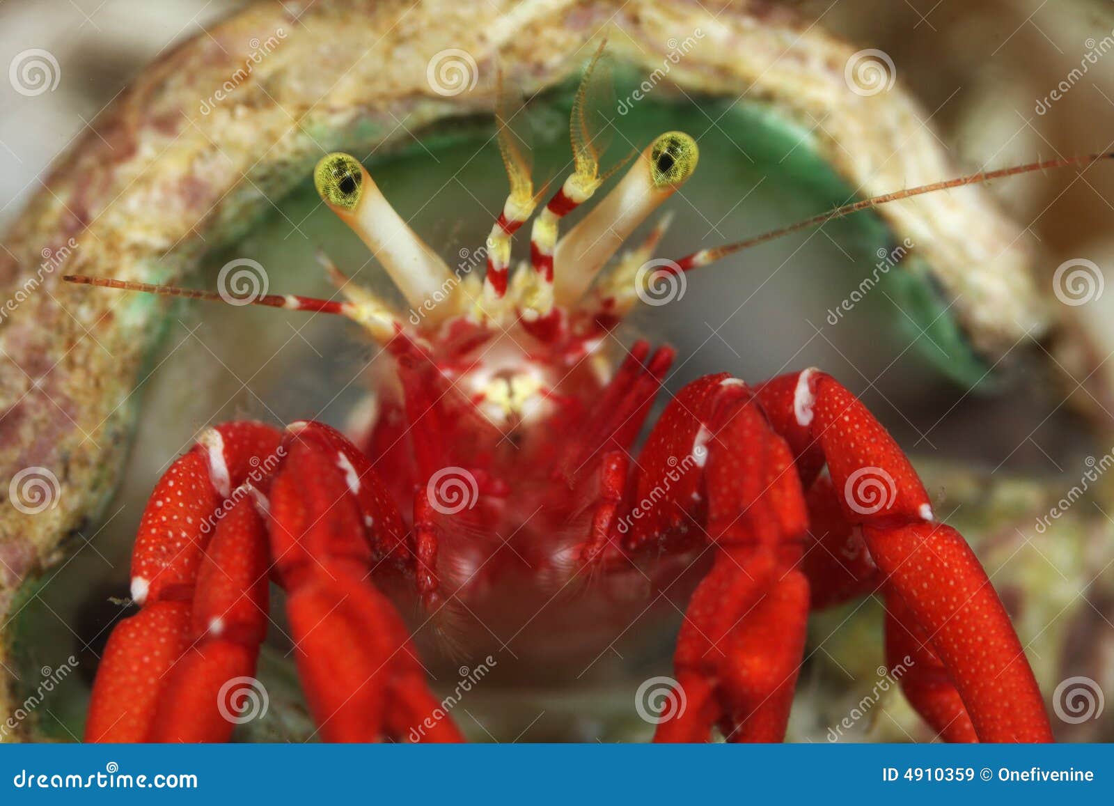 Bernard l'ermite image stock. Image du reclus, griffe - 4910359