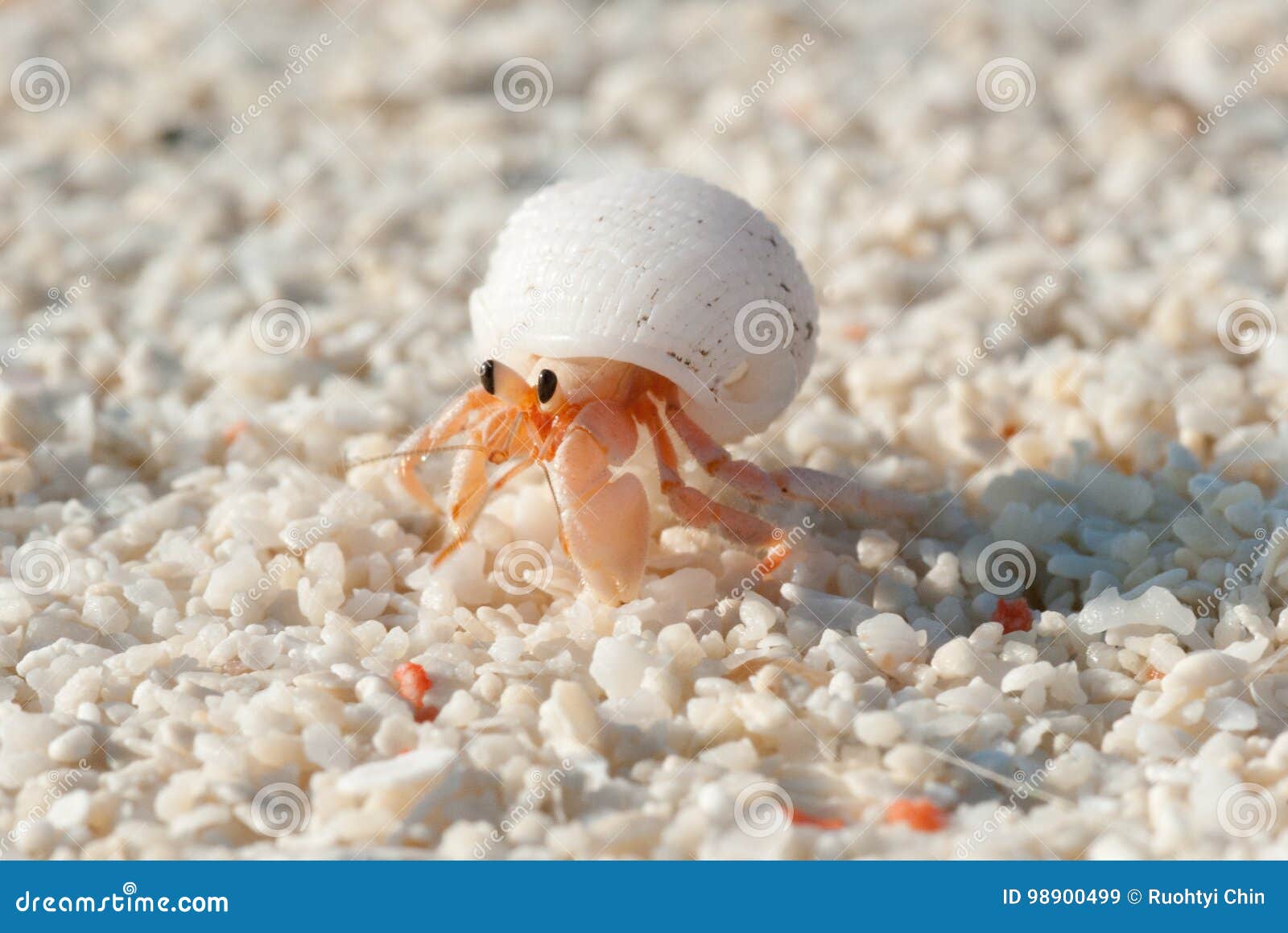Bernard l'ermite image stock. Image du hermite, île, mouvement - 98900499
