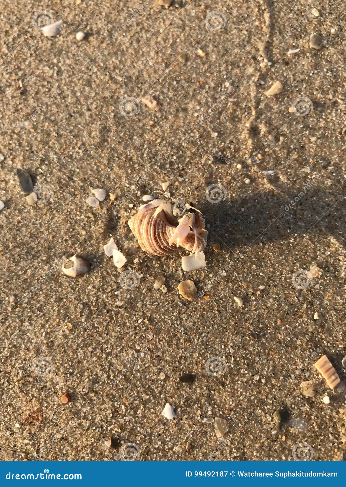 Bernard l'ermite image stock. Image du animal, aquatique - 99492187