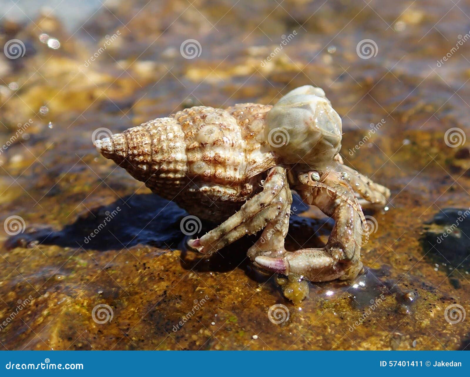 Bernard L'ermite De La Mer Noire Image stock - Image du hermite ...