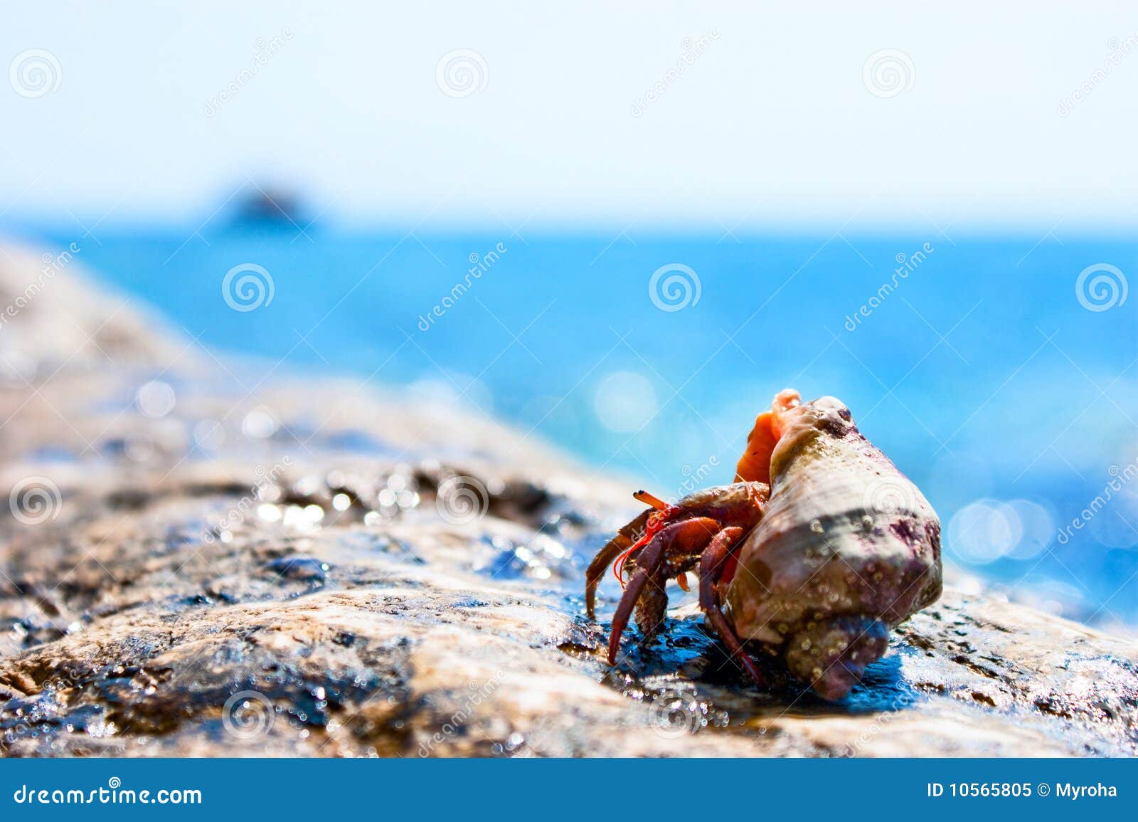 Bernard l'ermite rouge image stock. Image du arthropodes - 10565805