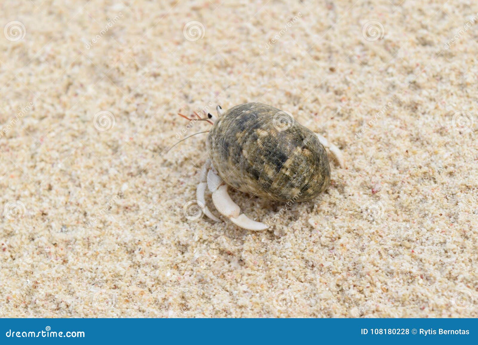 Bernard L'ermite Sur La Plage Photo stock - Image du animal, sauvage ...