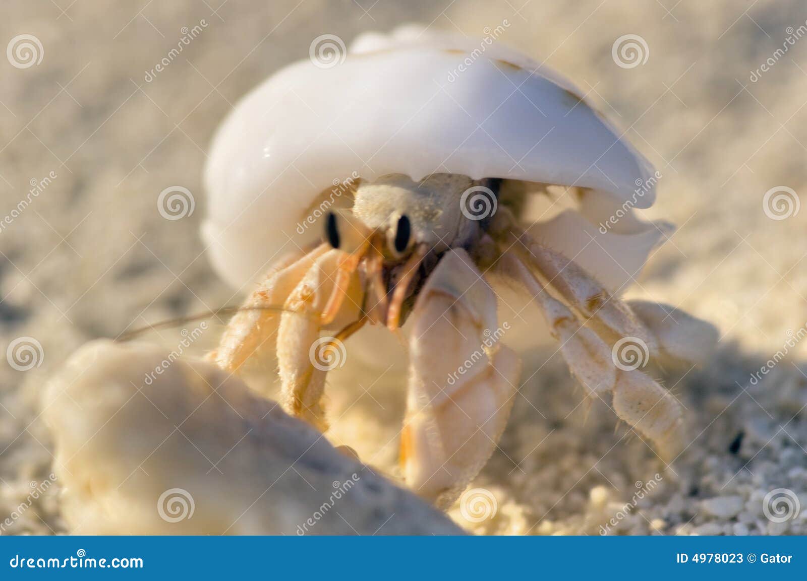 Bernard L'ermite Sur La Plage Sablonneuse Image stock - Image du ...