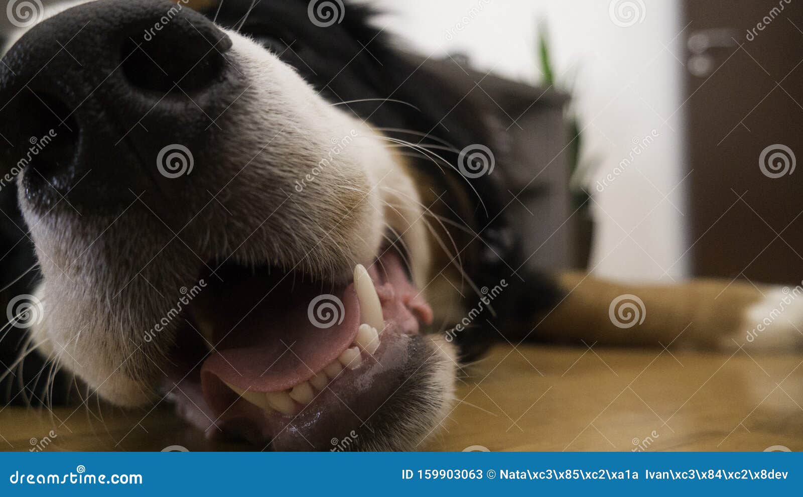 Bernard Mountain Dog Sniffing a Camera with a Smile Stock Image - Image ...