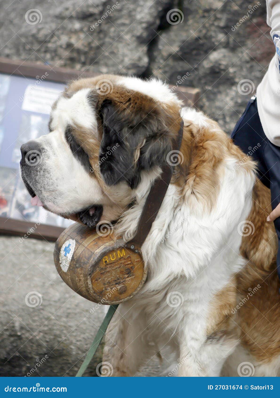 Bernardine dog stock photo. Image of symbol, calm, cute - 27031674