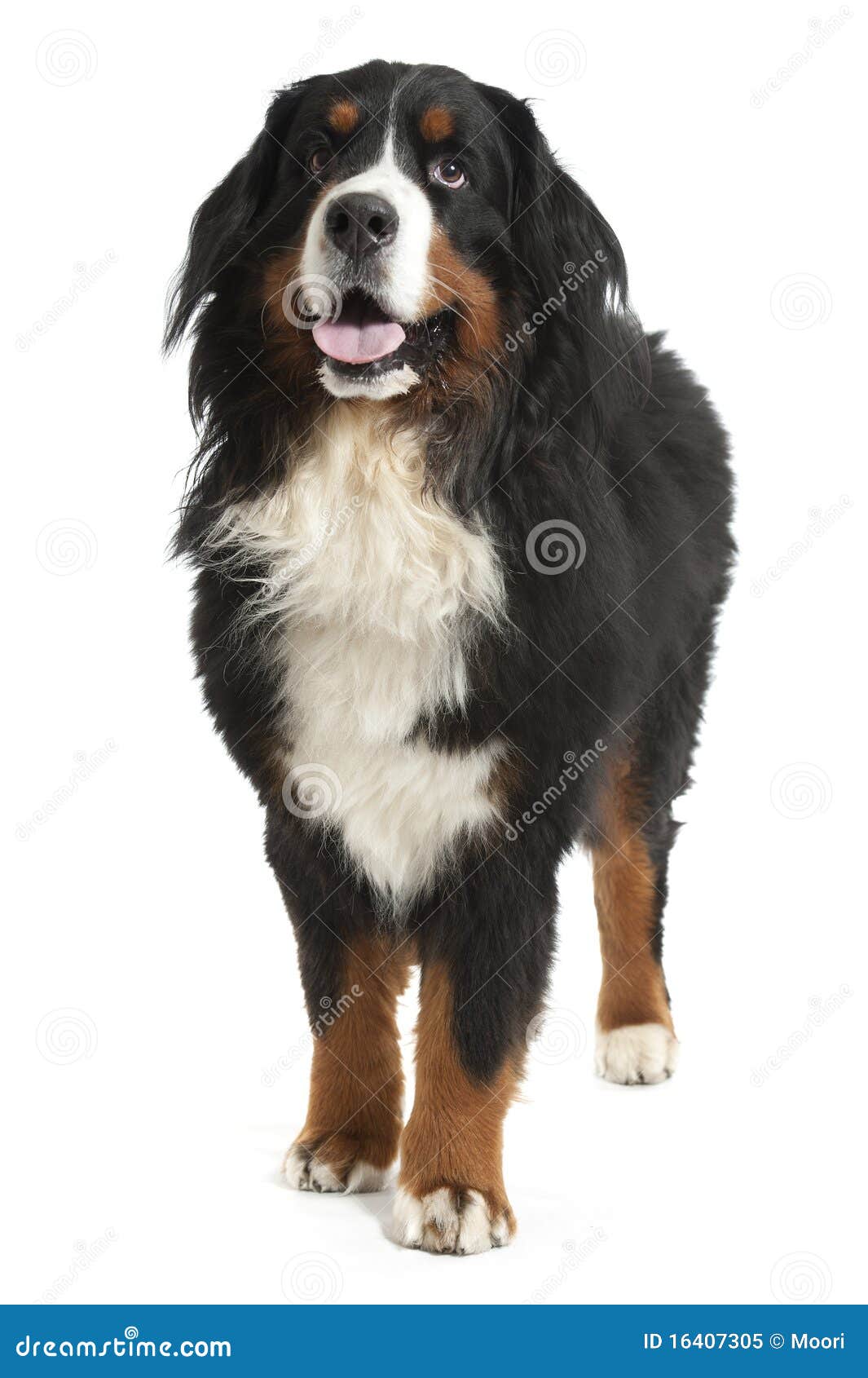 Berner sennen el perro imagen de archivo. Imagen de purebred - 16407305