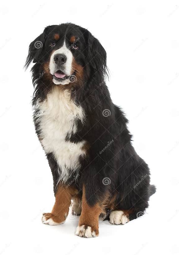 Berner sennen hond stock foto. Image of intelligent, karakter - 16358212