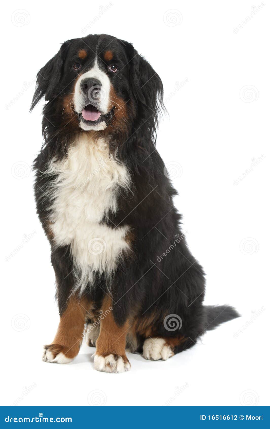 Berner sennen hond stock foto. Image of huisdier, rasecht - 16516612