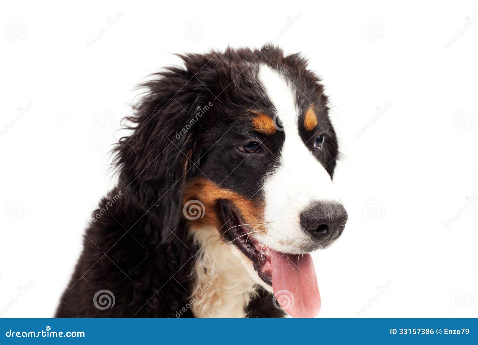 Berner Sennenhund stockfoto. Bild von tricolor, ansicht - 33157386