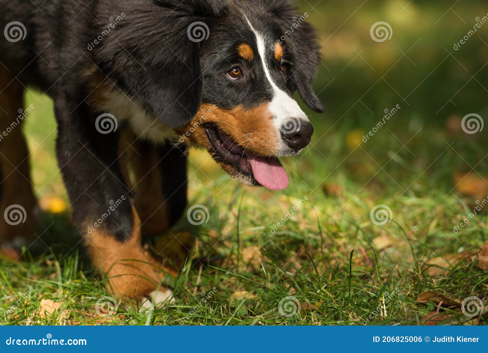 Bernese Mountain Dog in a Meadow Stock Photo - Image of looking ...