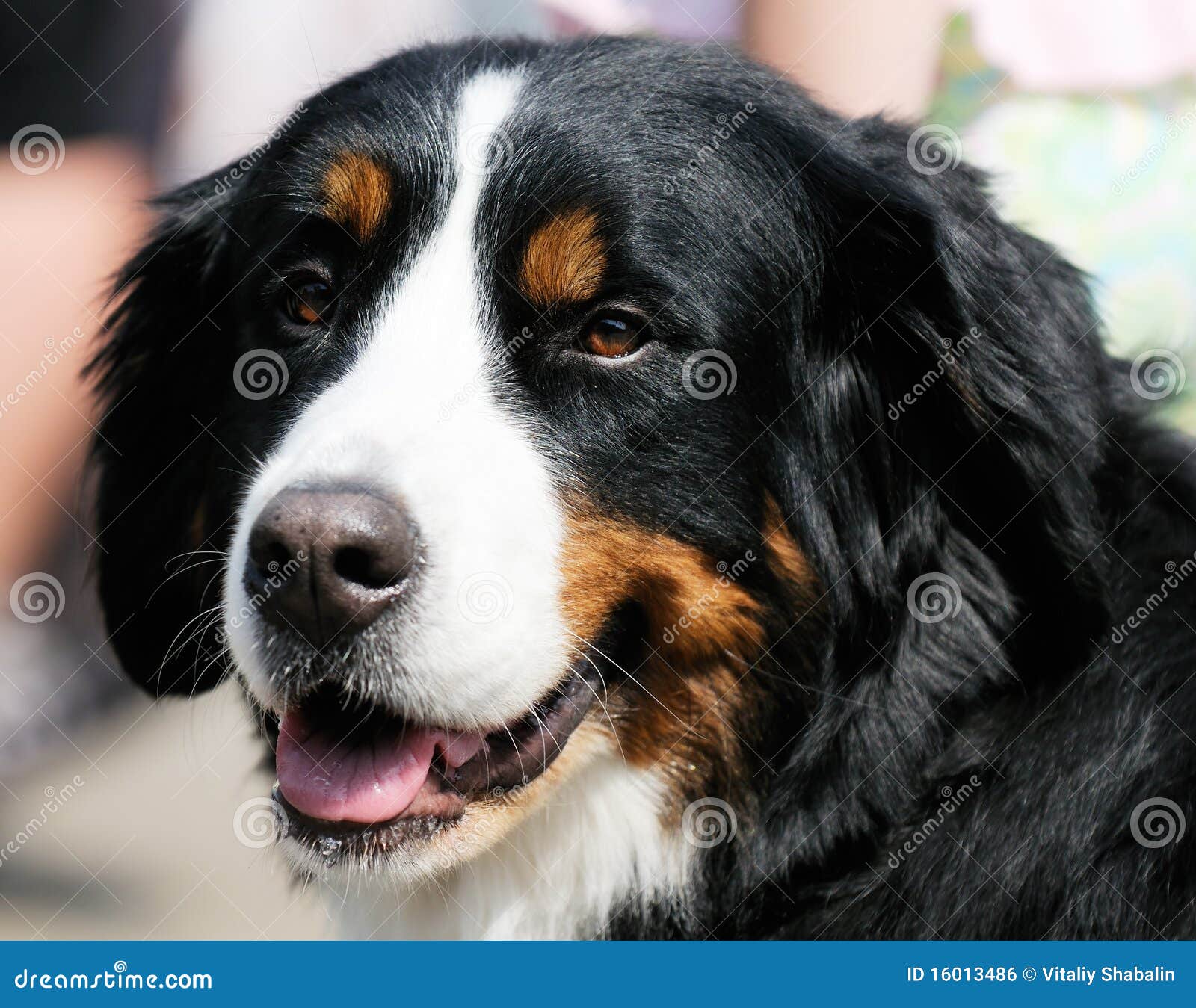 Berner Sennenhund Royalty-Free Stock Photo | CartoonDealer.com #10770291