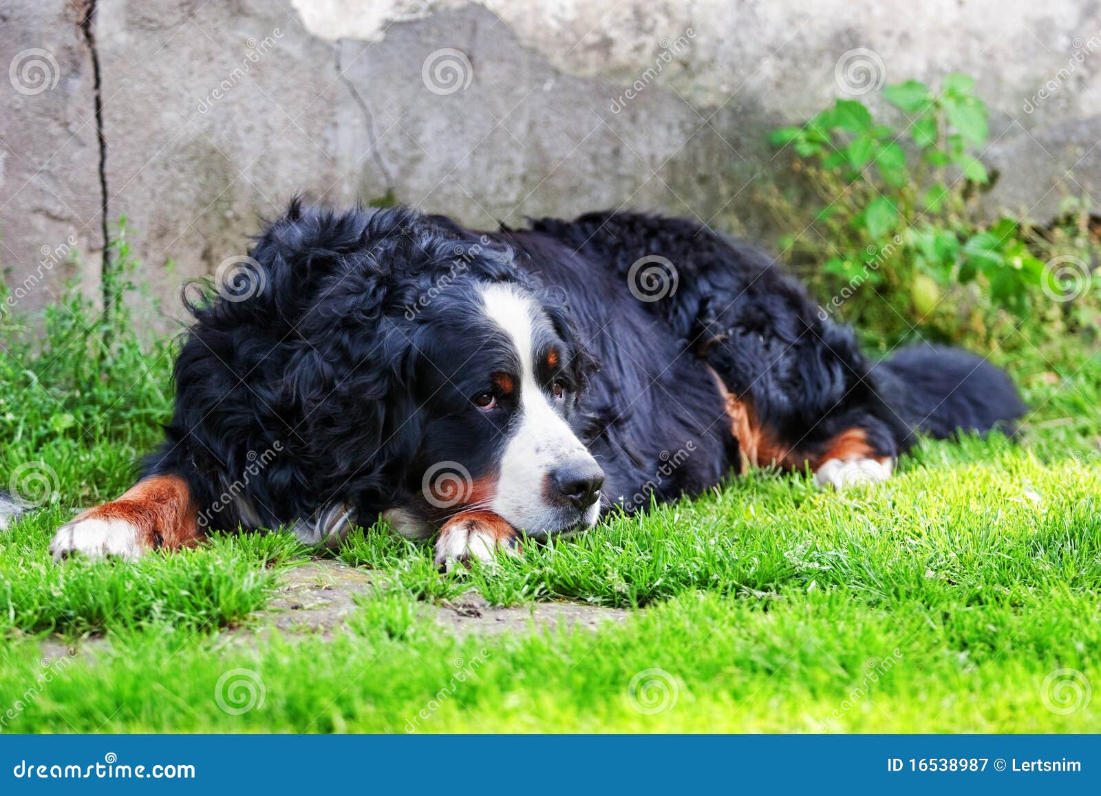 Bernese Gebirgshund stockbild. Bild von bernardine, inländisch - 16538987