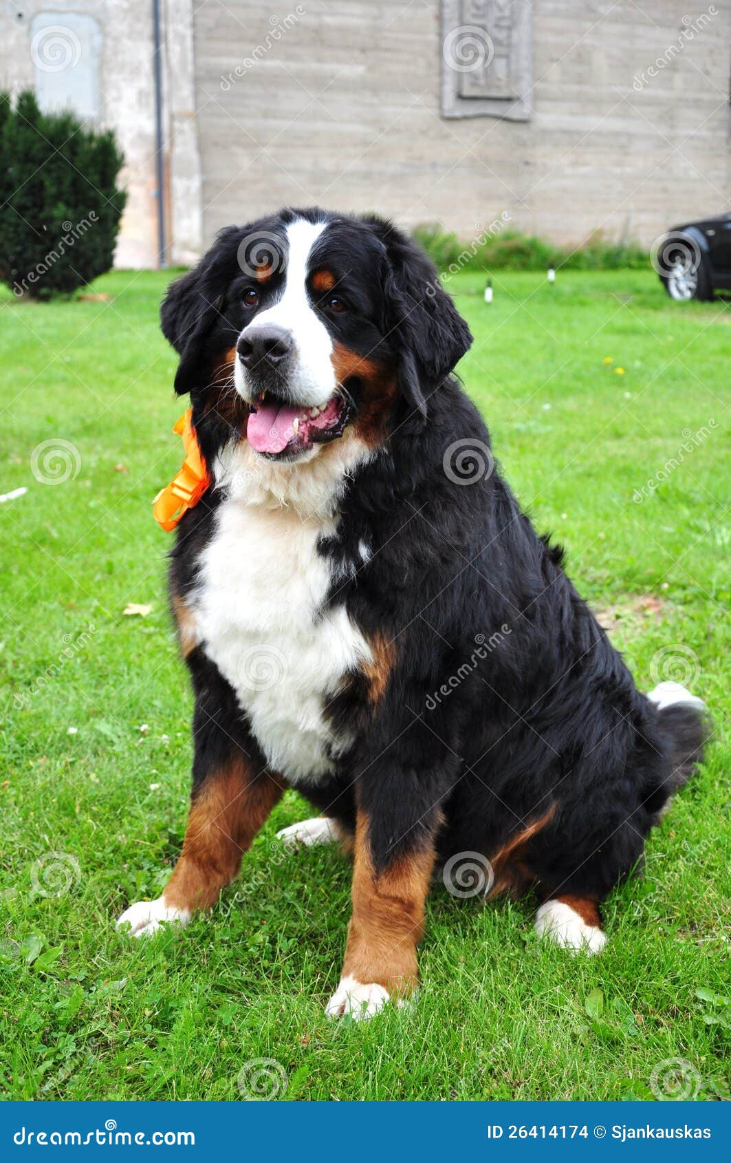 Bernese Gebirgshund stockfoto. Bild von haustier, hund - 26414174