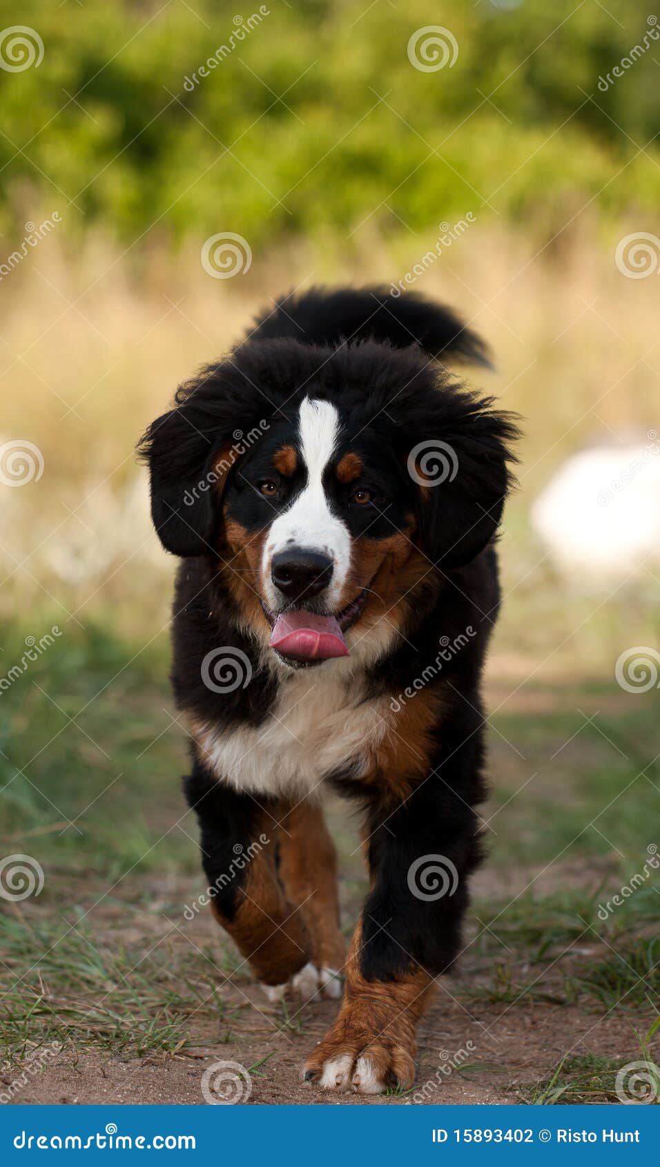 Bernese mountain dog stock photo. Image of hairy, bernese - 15893402