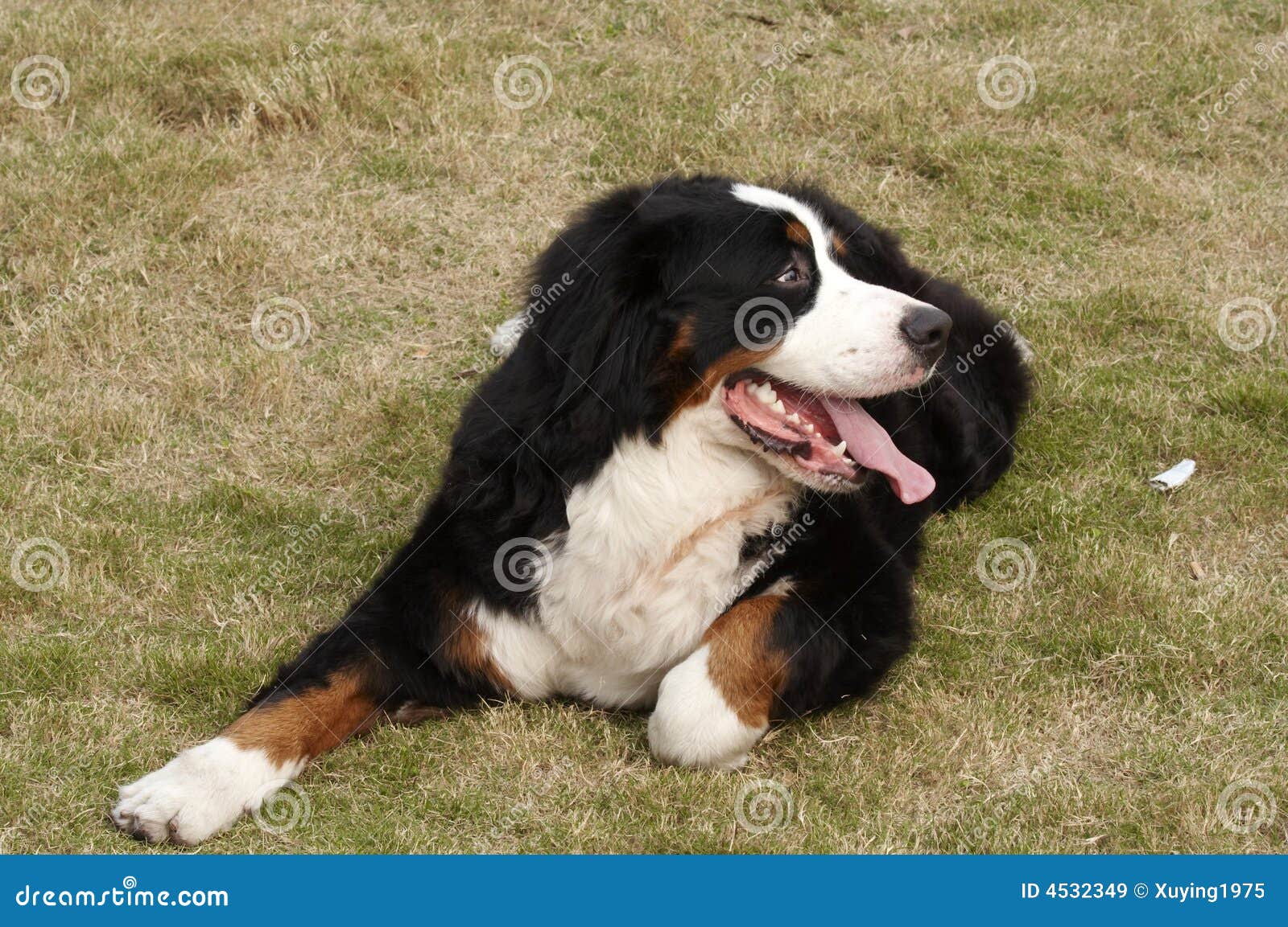 Bernese Mountain Dog stock image. Image of carnivorous - 4532349
