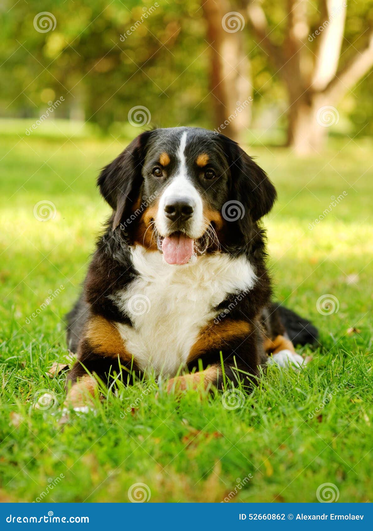 Berner Sennenhund Royalty-Free Stock Photo | CartoonDealer.com #10770291