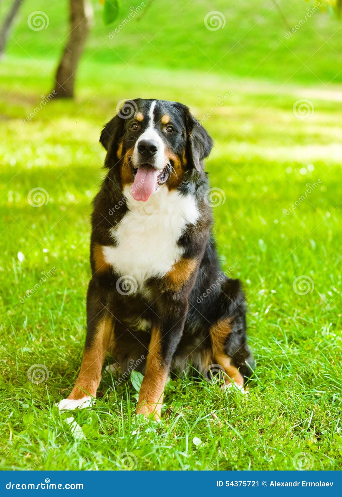 Bernese Mountain Dog (Berner Sennenhund) Sitting in Front Stock Image ...