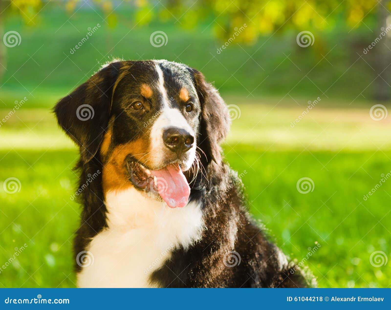 Bernese Mountain Dog Closeup Stock Photo - Image of bernois, berner ...
