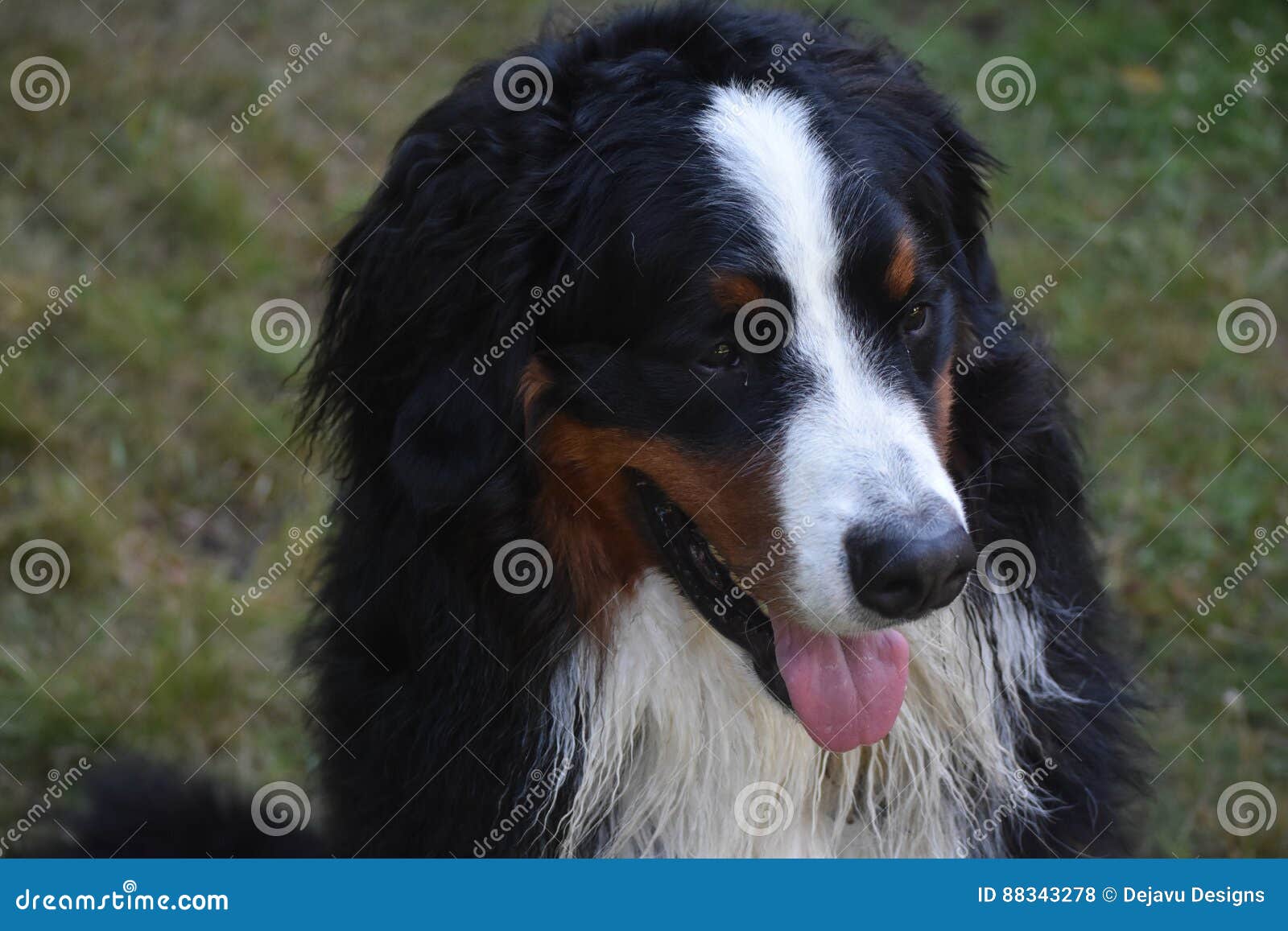 Bernese Mountain Dog with Damp Fur Stock Photo - Image of canine ...