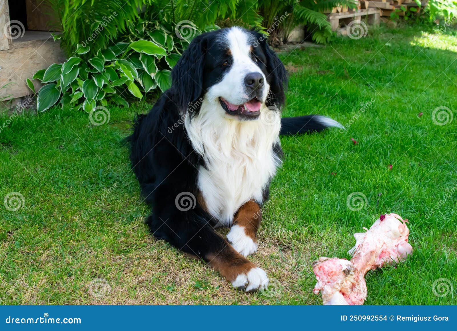 Bernese Mountain Dog on the Grass with a Bone Stock Photo - Image of ...