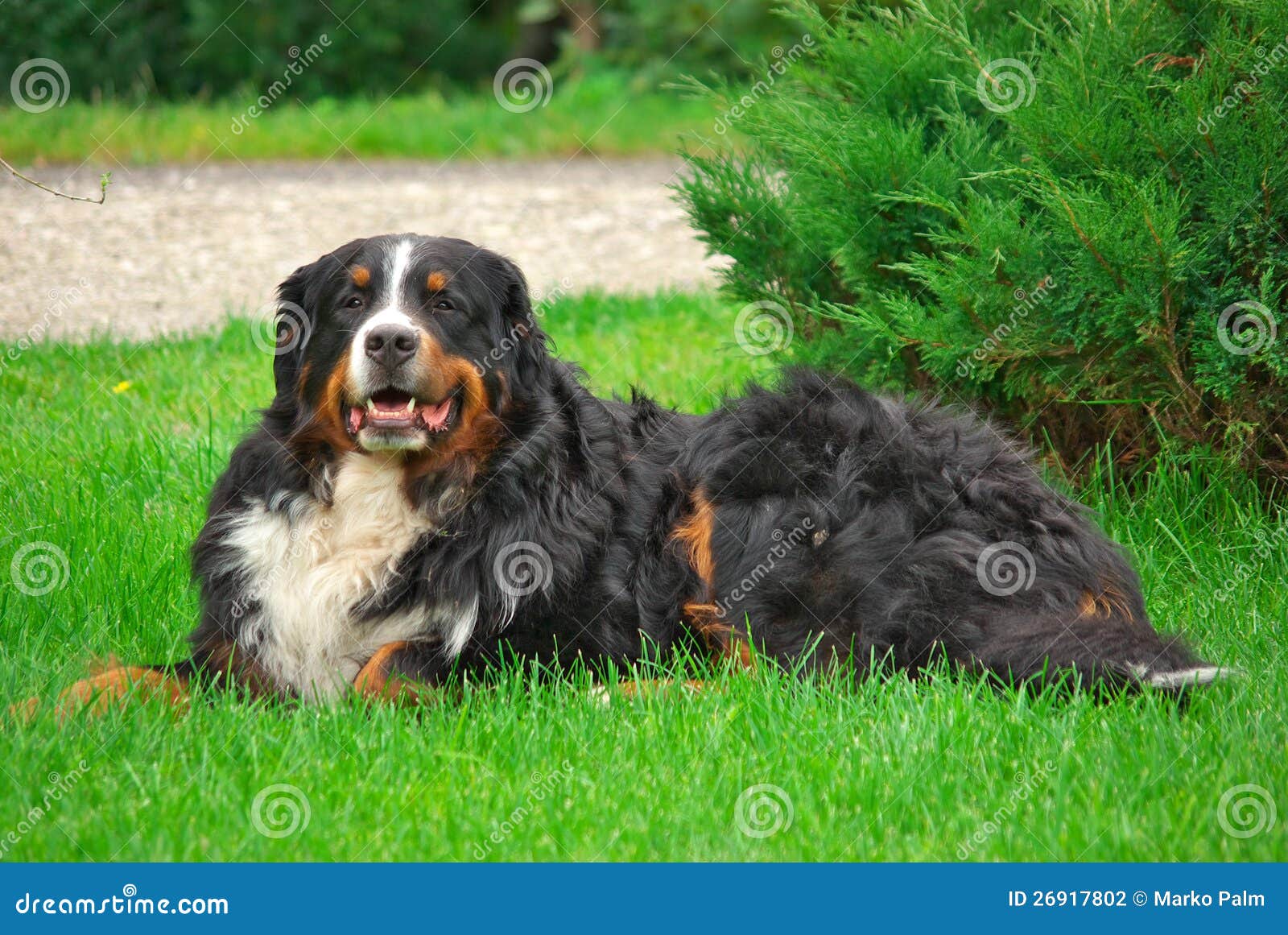 Bernese Mountain Dog Laying on Grass Stock Photo - Image of animal ...