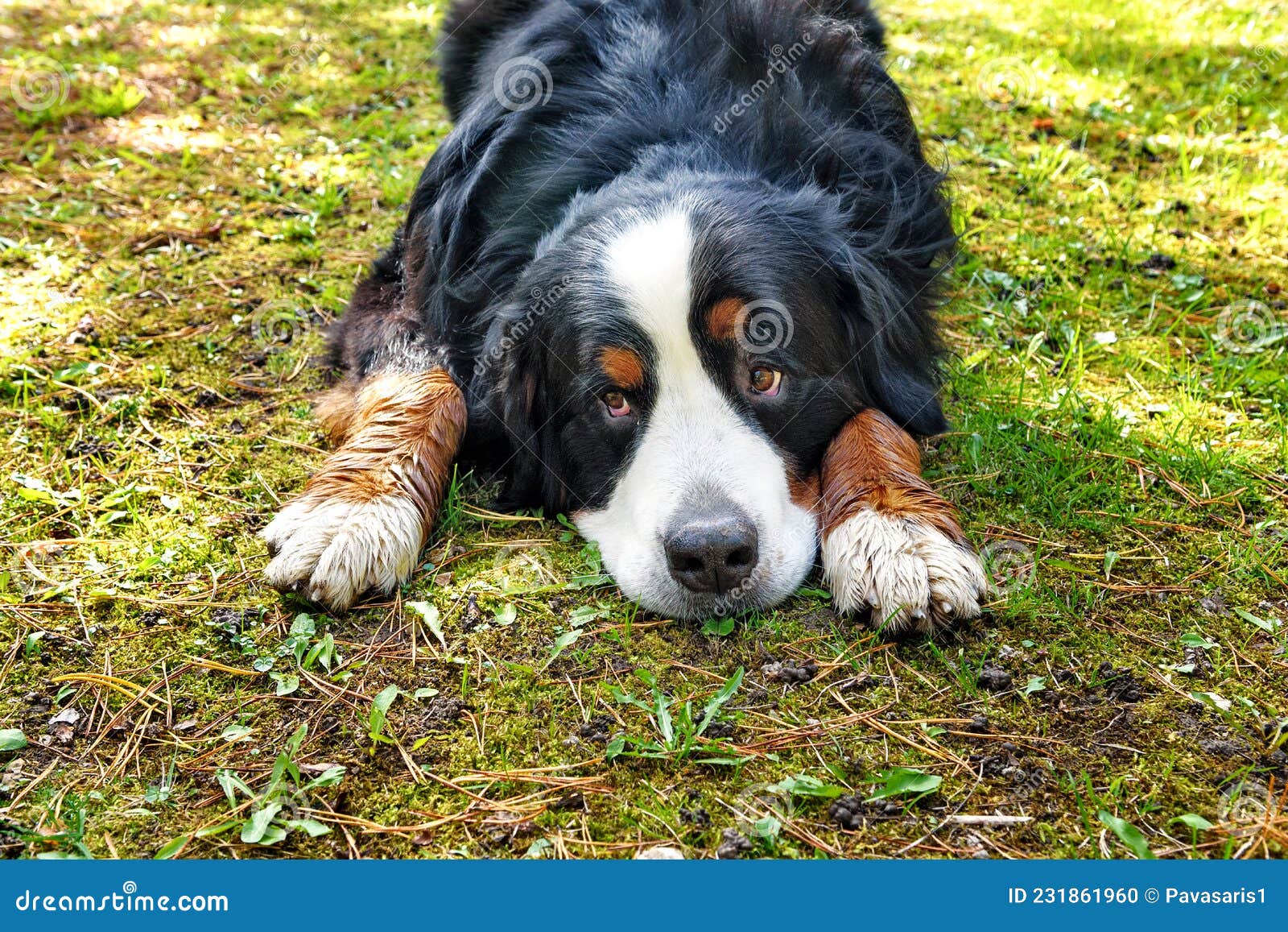 Bernese Mountain Dog Lying on the Grass on a Sunny Day Stock Photo ...