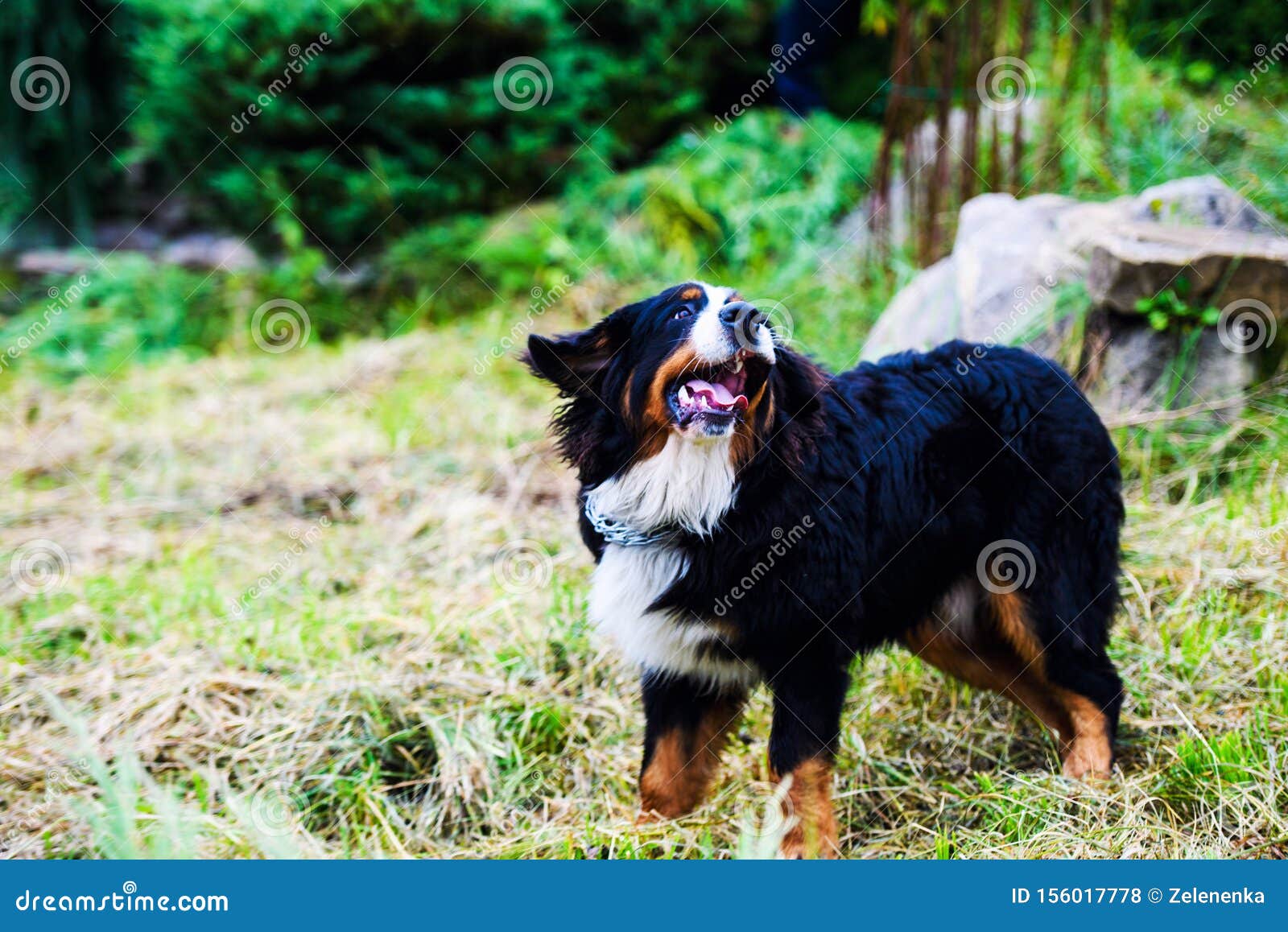 Bernese Mountain Dog Portrait Stock Photo - Image of cute, lying: 156017778