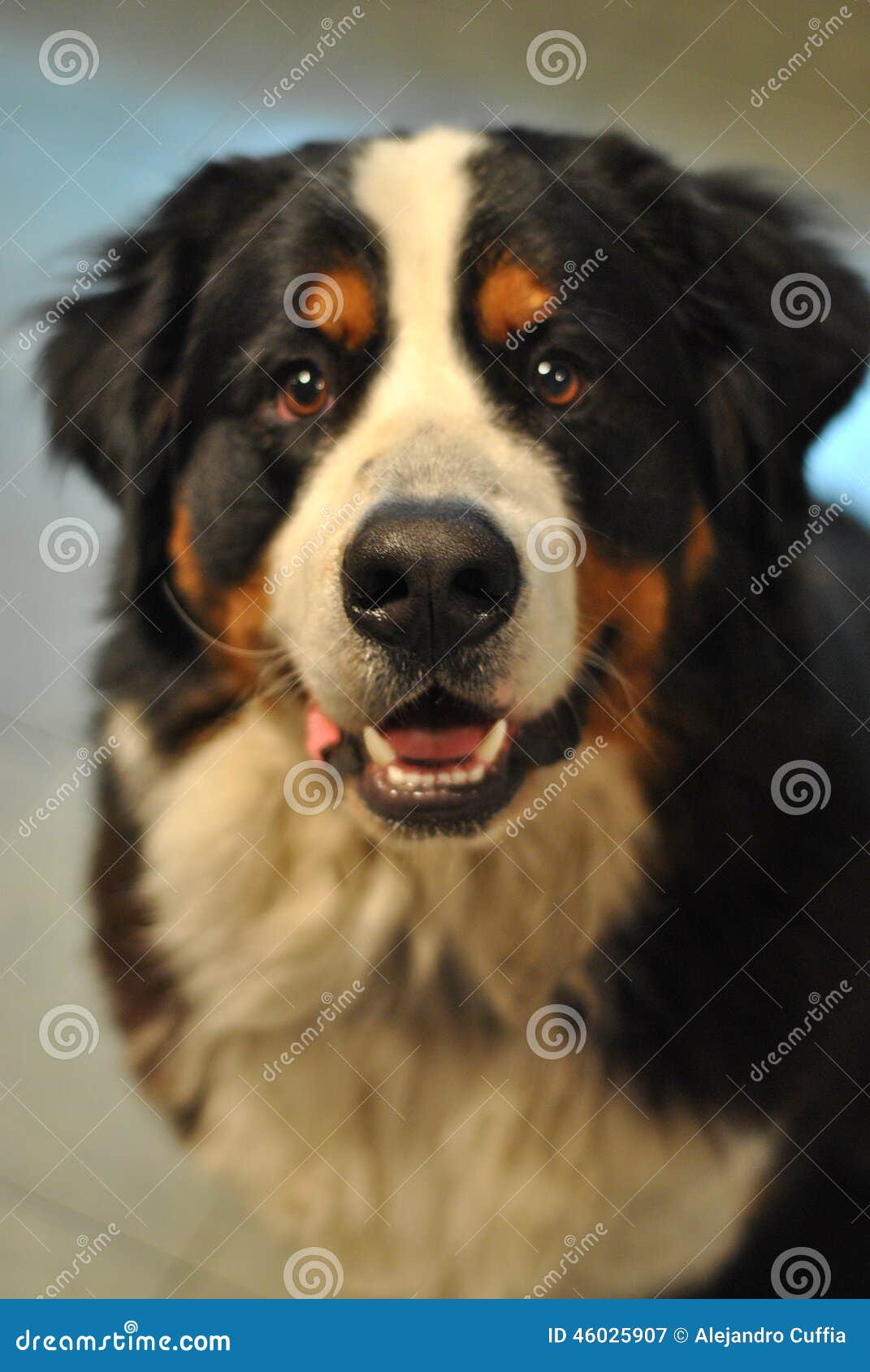 Bernese Mountain Dog stock image. Image of berna, bernese - 46025907
