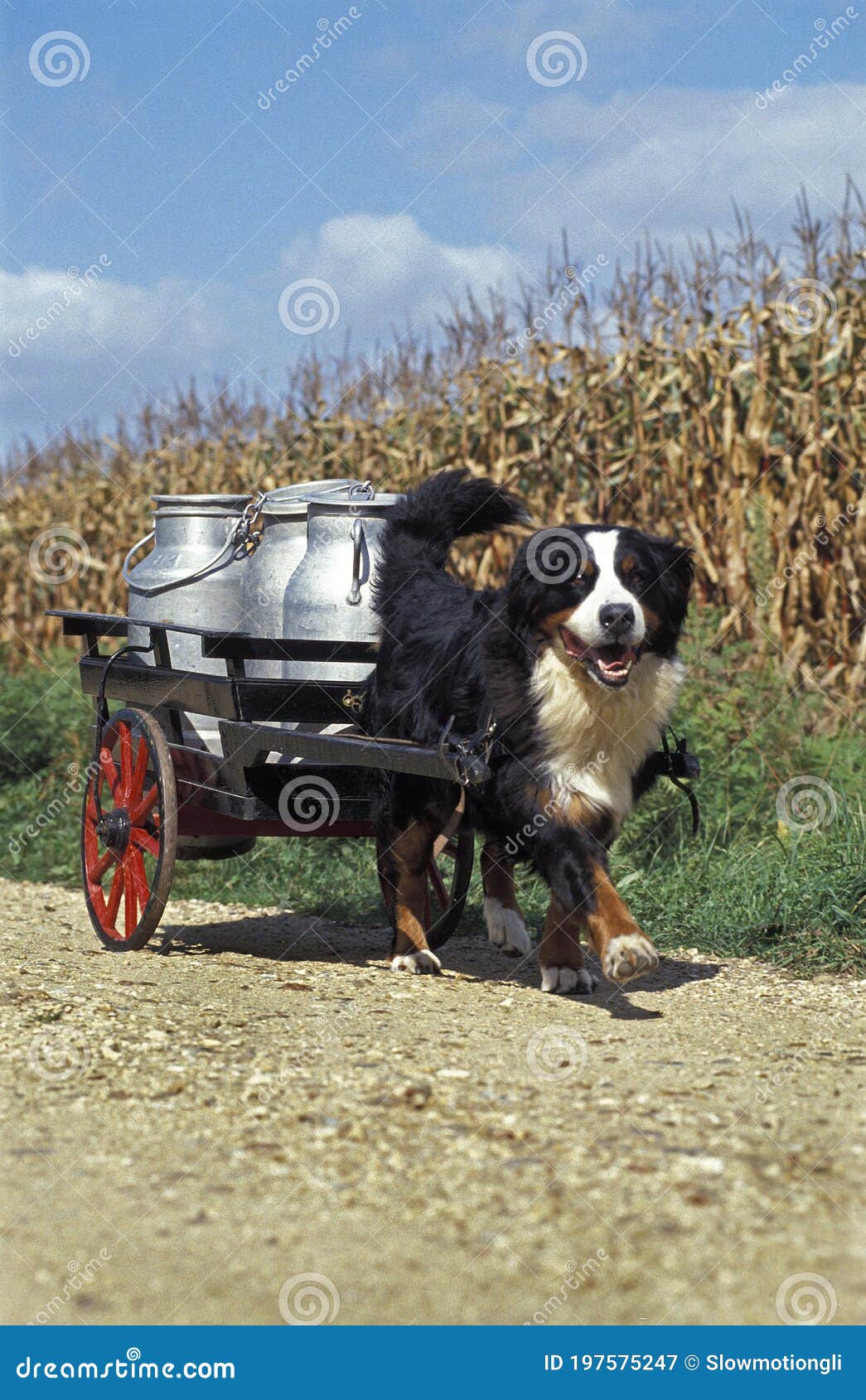 Greater Swiss Mountain Dog Cart