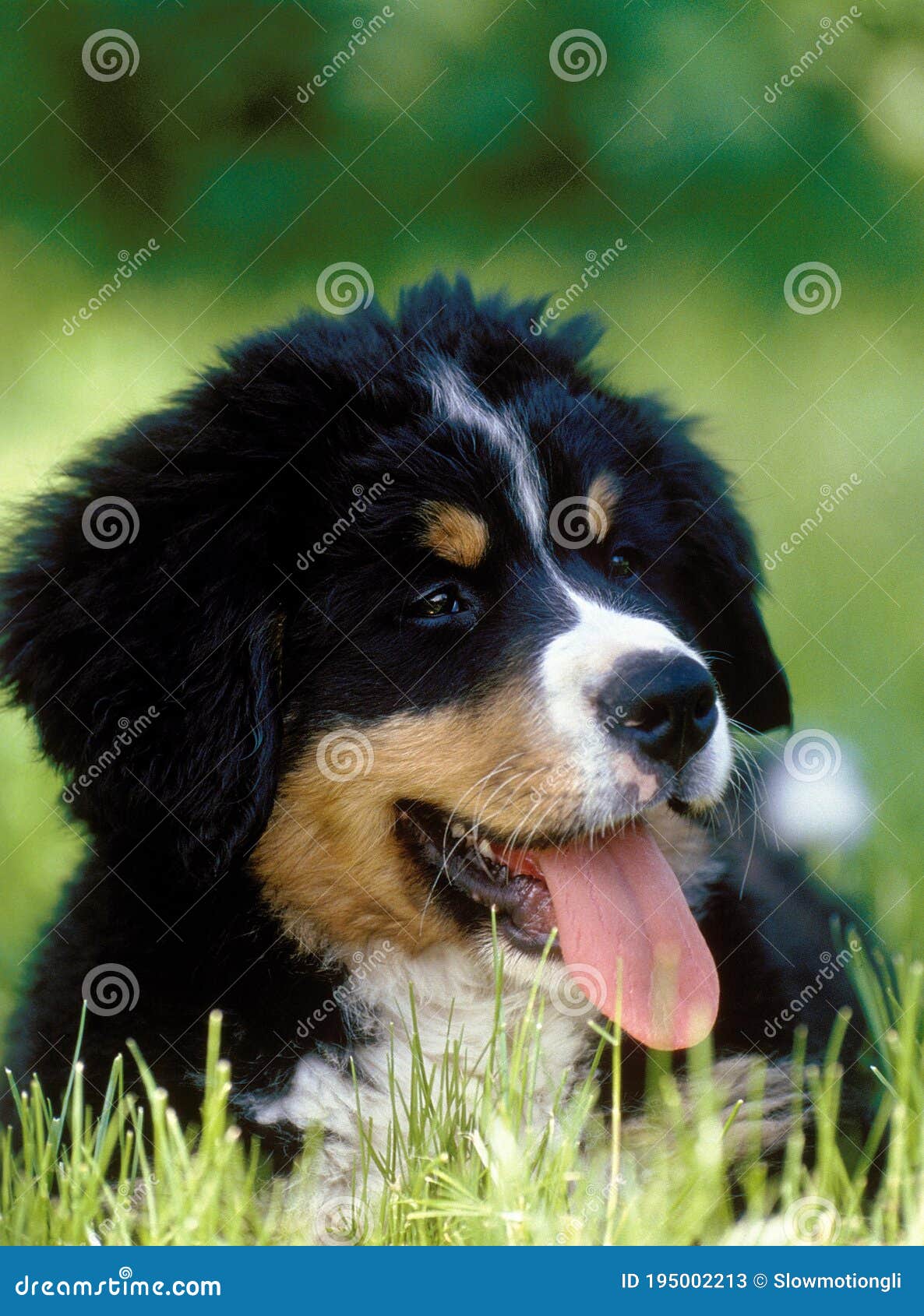 BERNESE MOUNTAIN DOG, PUP LAYING DOWN on GRASS Stock Image - Image of ...