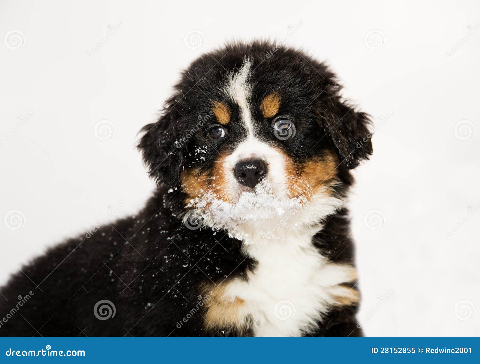Bernese Mountain Dog Puppet is Halfly Snowy Stock Image - Image of ...