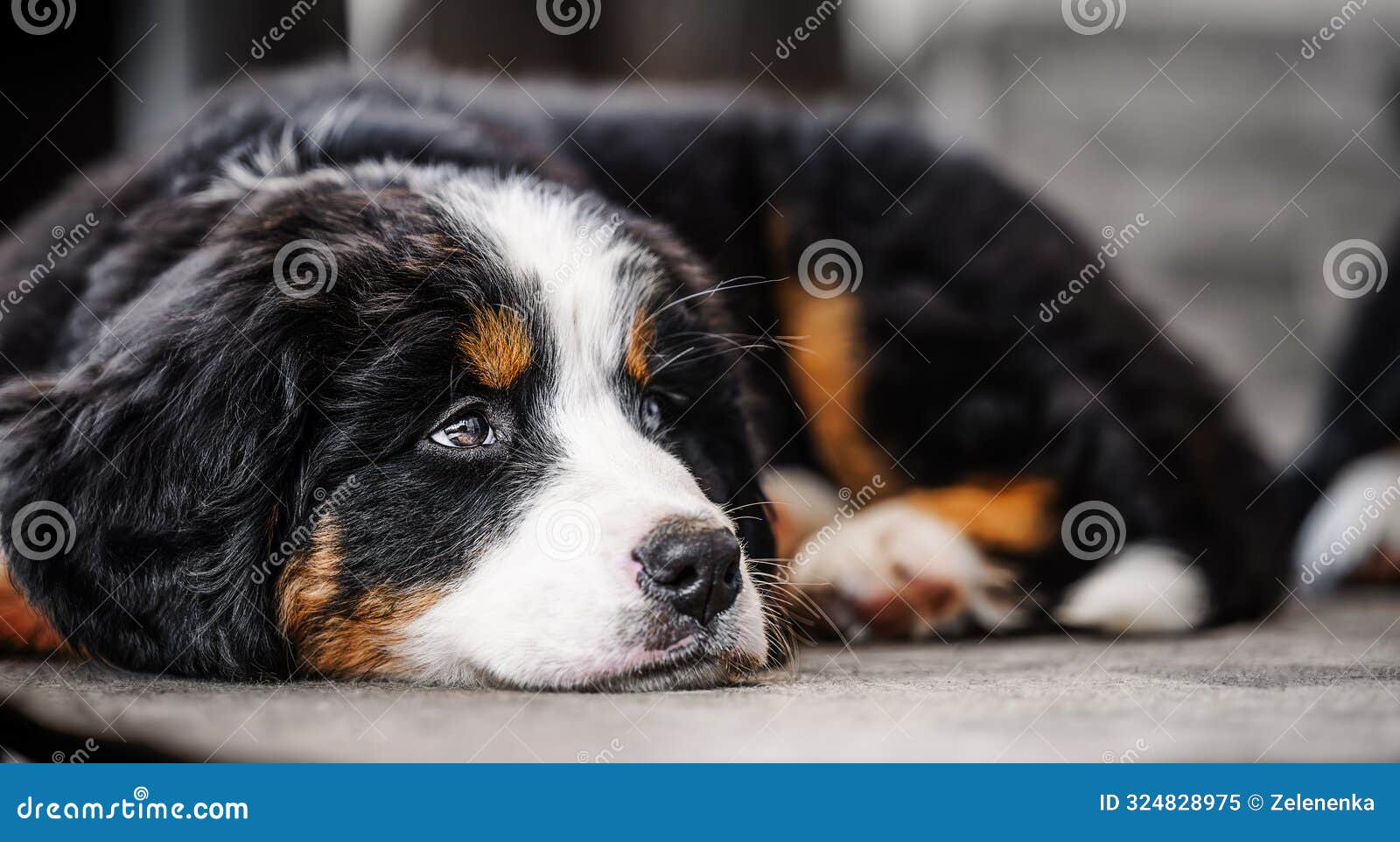 Bernese Mountain Dog Puppy is Lying on the Mat Stock Image - Image of ...