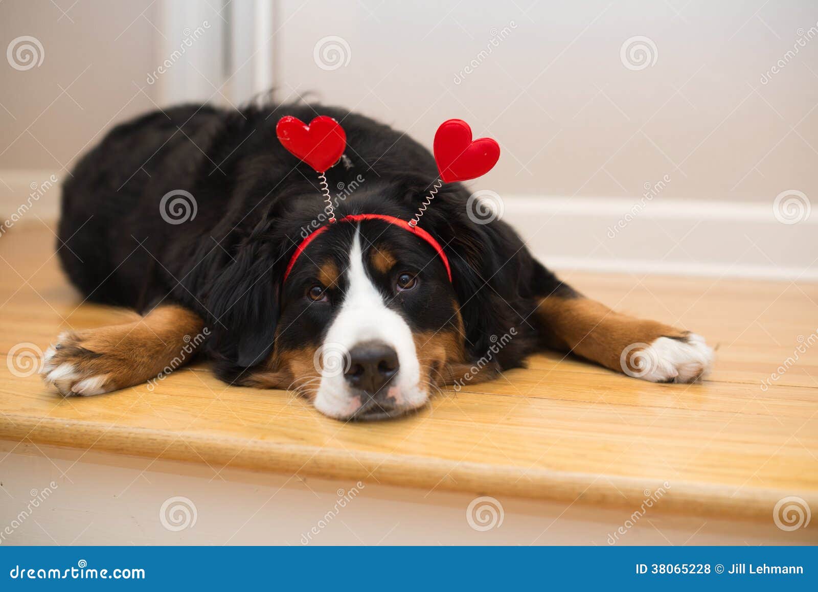 Bernese Mountain Dog Valentines Hearts Stock Photo - Image of beautiful ...