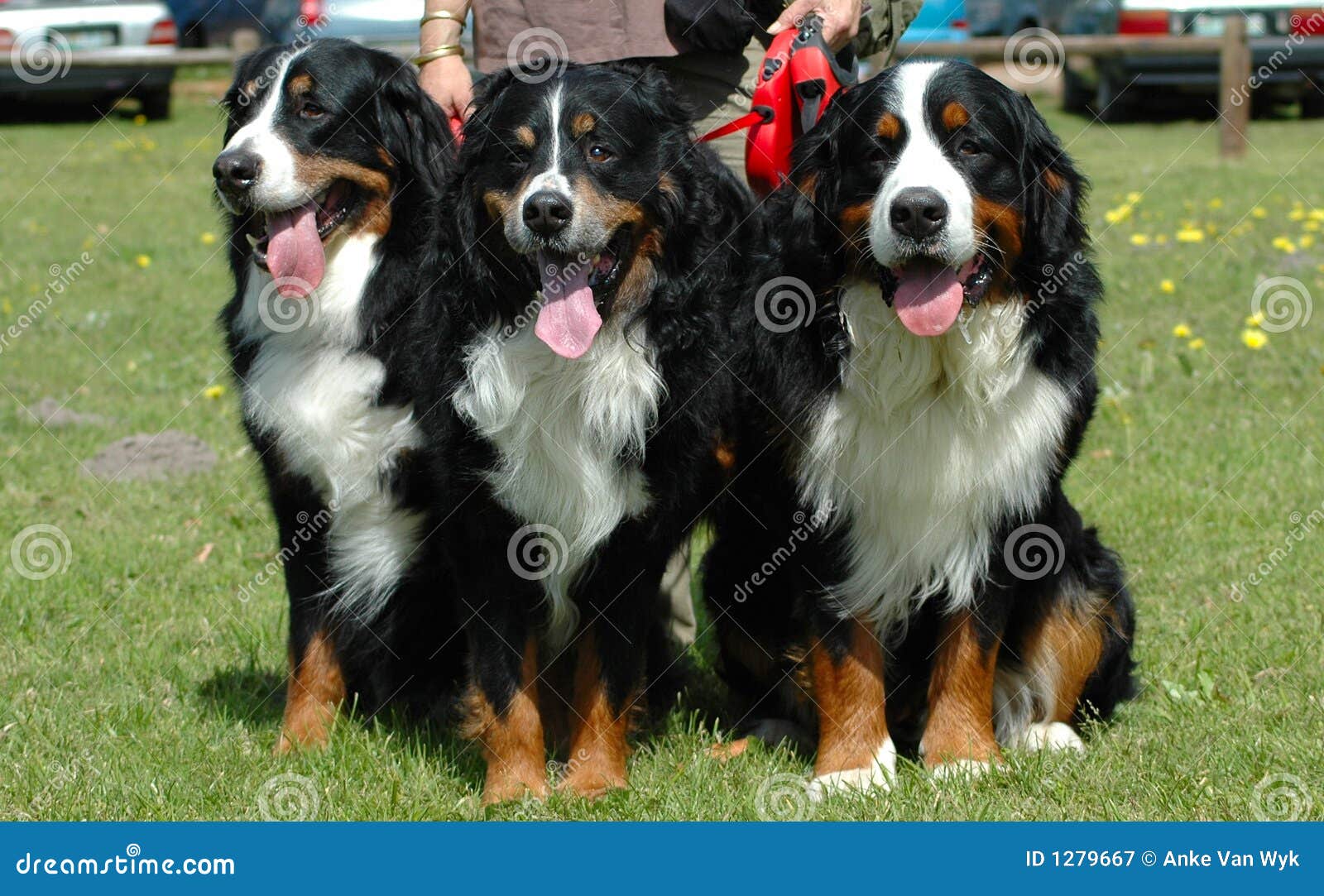 Bernese Mountain Dogs stock image. Image of animals, friend - 1279667