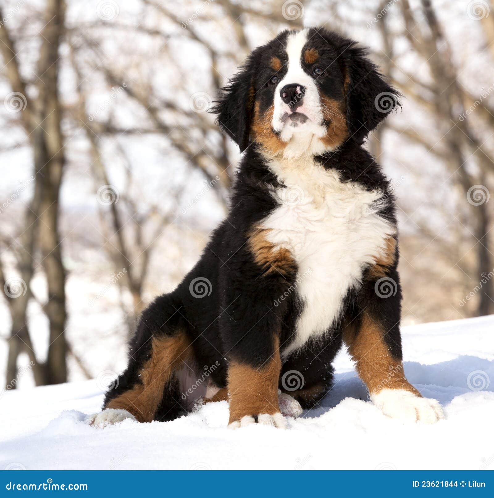 Bernese sennenhund puppy stock photo. Image of studio - 23621844