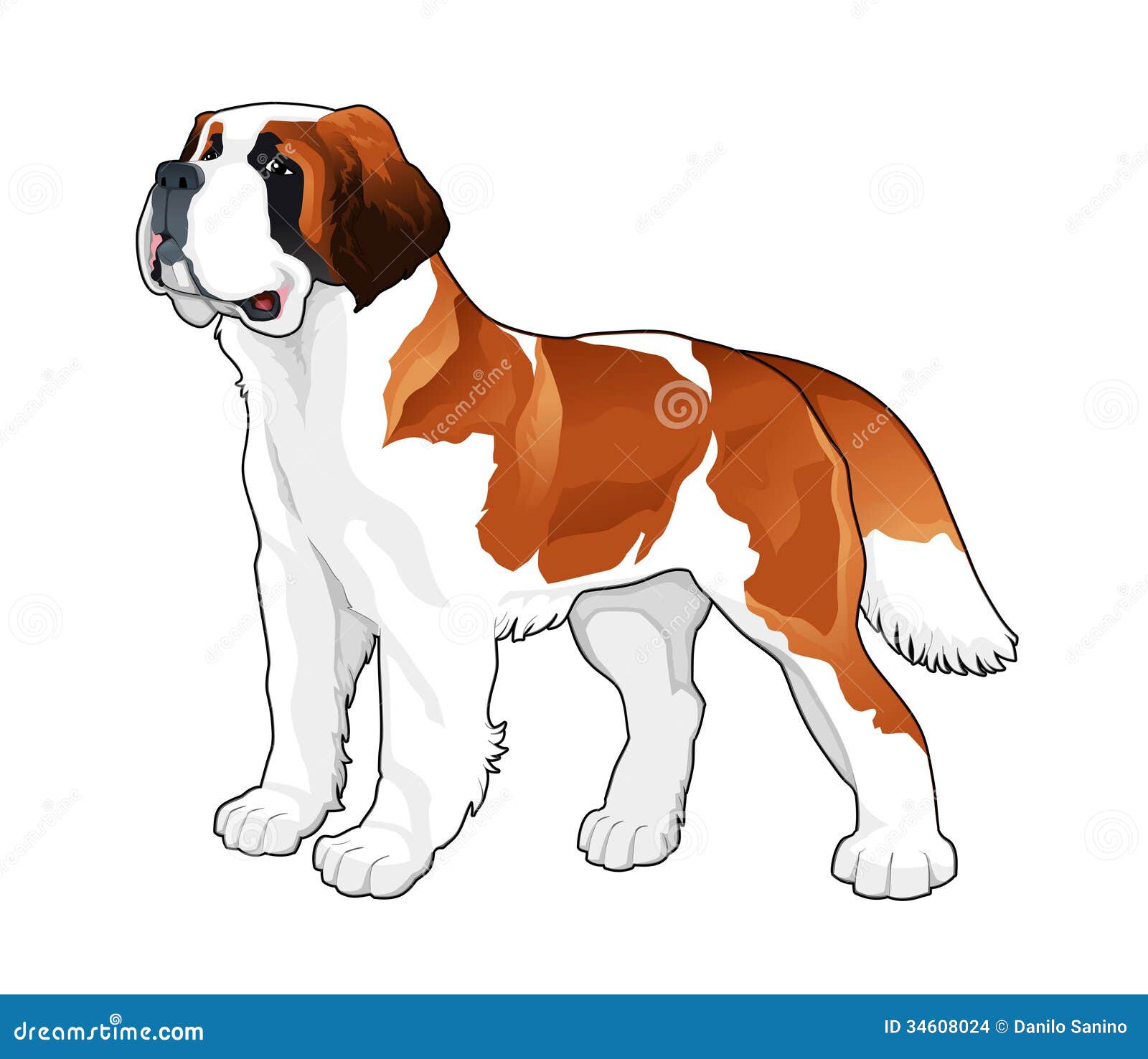 Bernhardiner. vektor abbildung. Illustration von fett - 34608024