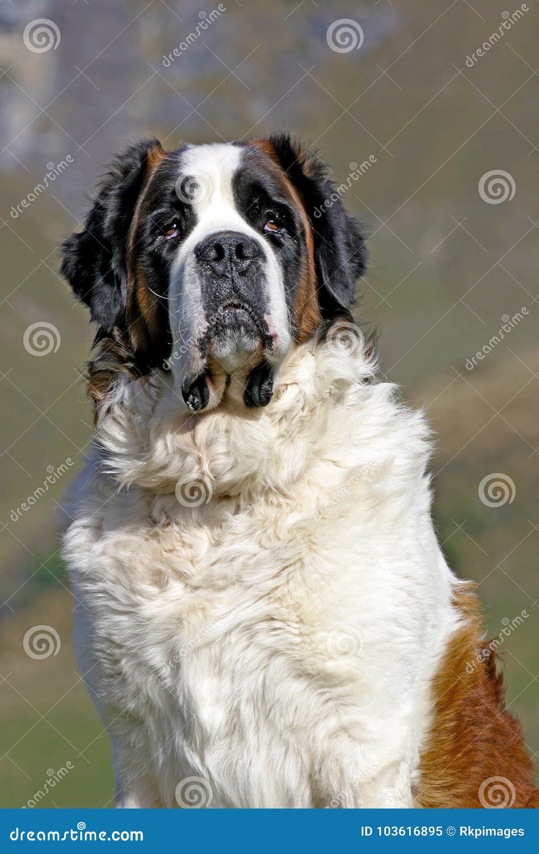 Bernhardiner-Hund stockbild. Bild von wiese, schweizer - 103616895