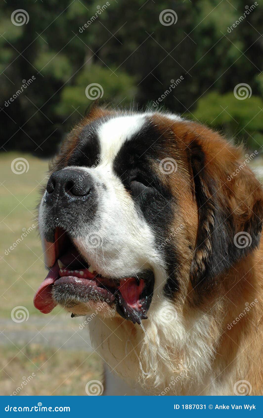 Bernhardiner-Hund stockbild. Bild von gesicht, inländisch - 1887031