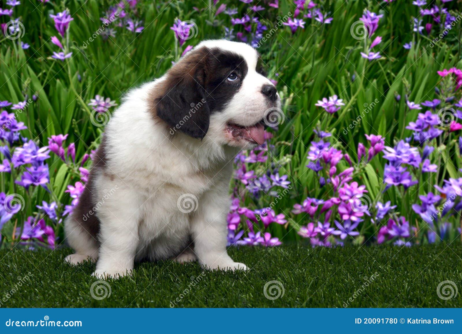 Bernhardiner-Welpen-Portrait Stockfoto - Bild von reinrassig, haustier ...