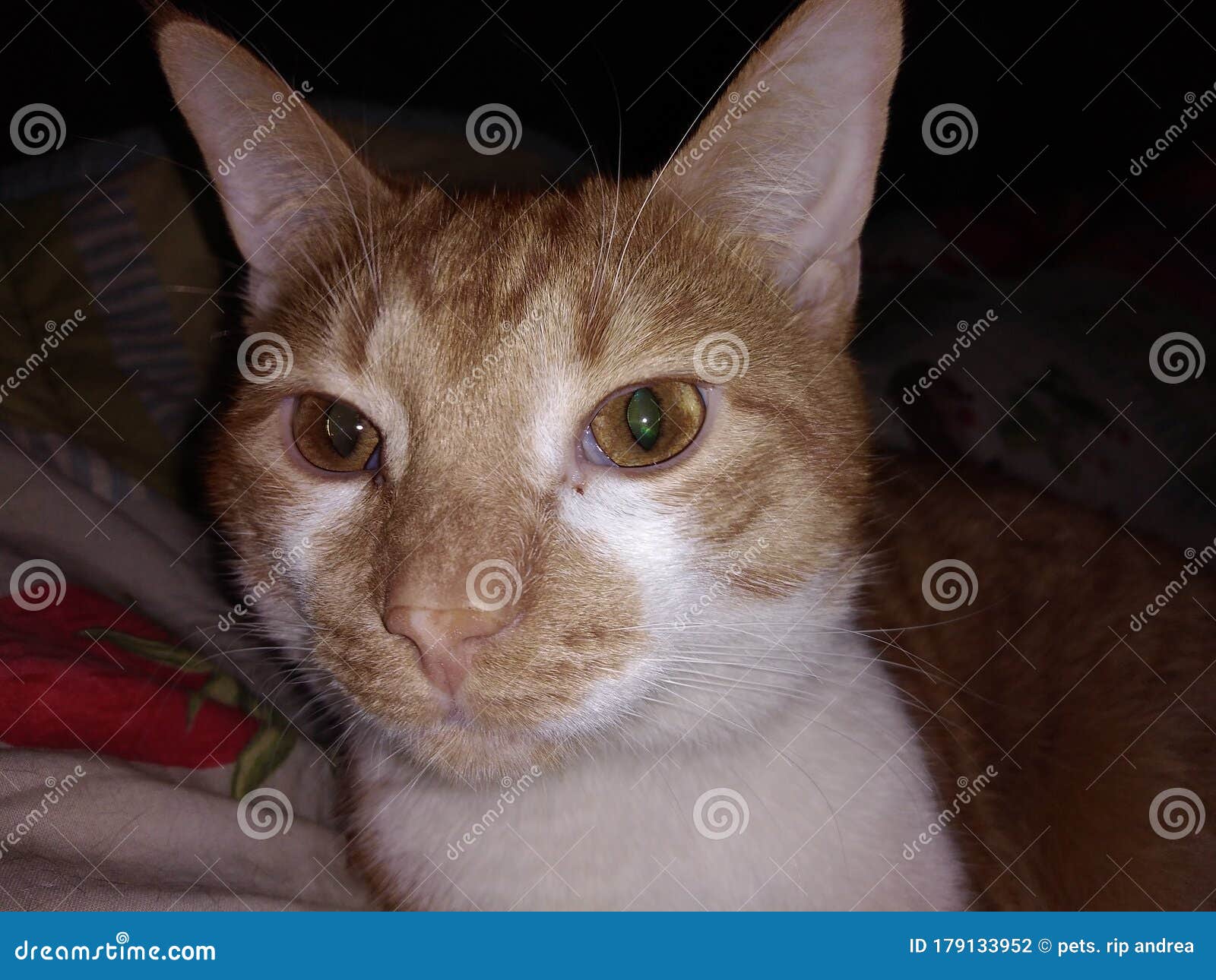 Bernstein color eyes stock photo. Image of eyes, kitten - 179133952