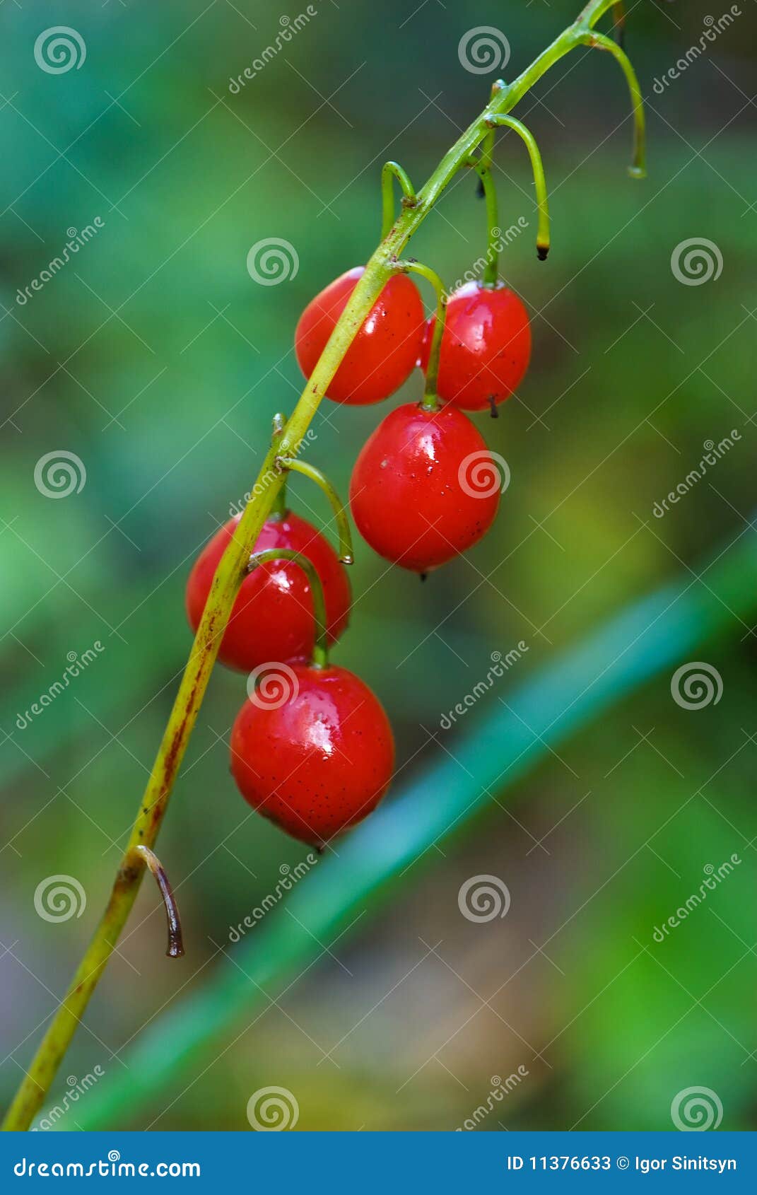 Berries stock image. Image of lilly, branch, berries - 11376633