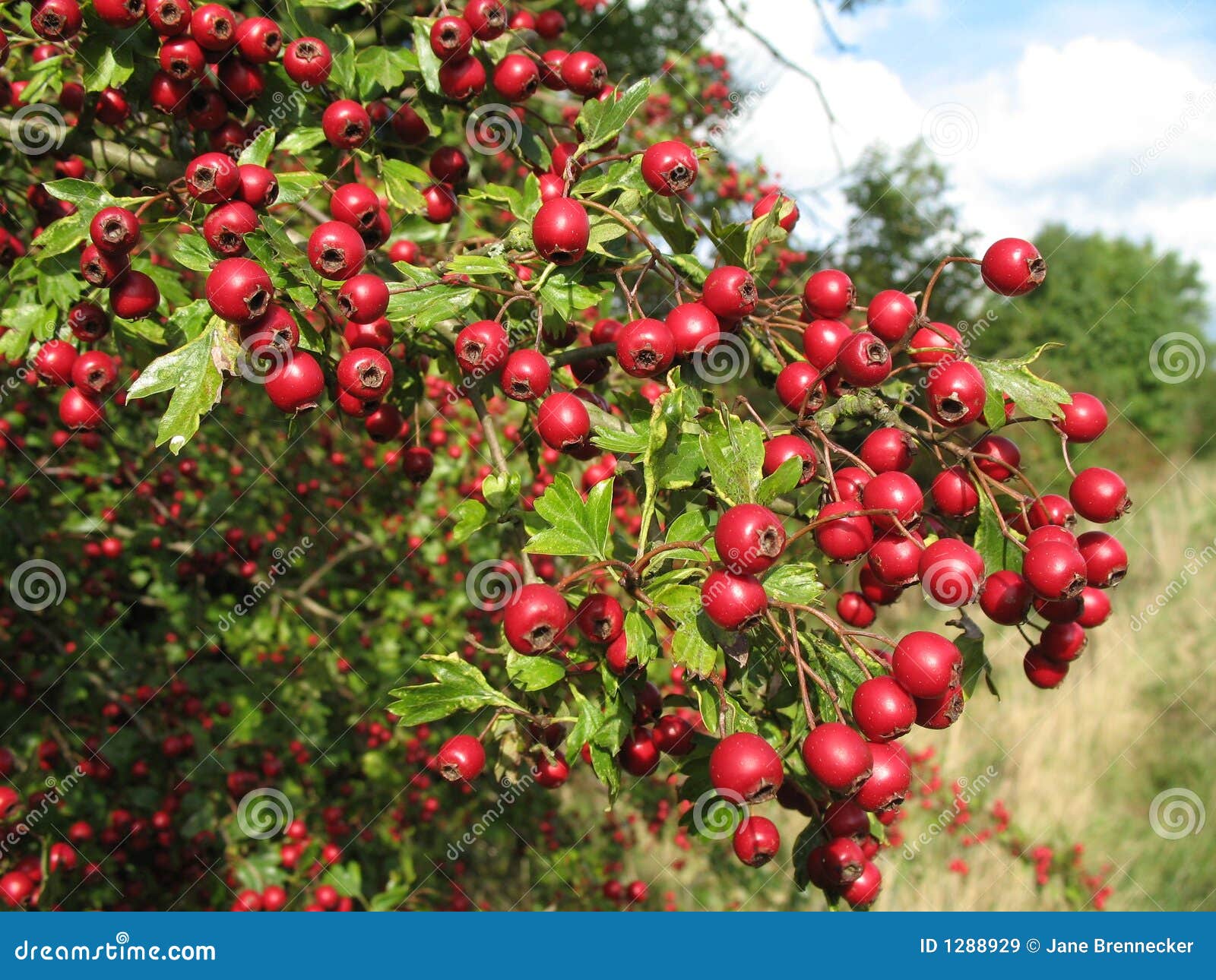 Berries stock image. Image of hedgerow, fruitful, bush - 1288929
