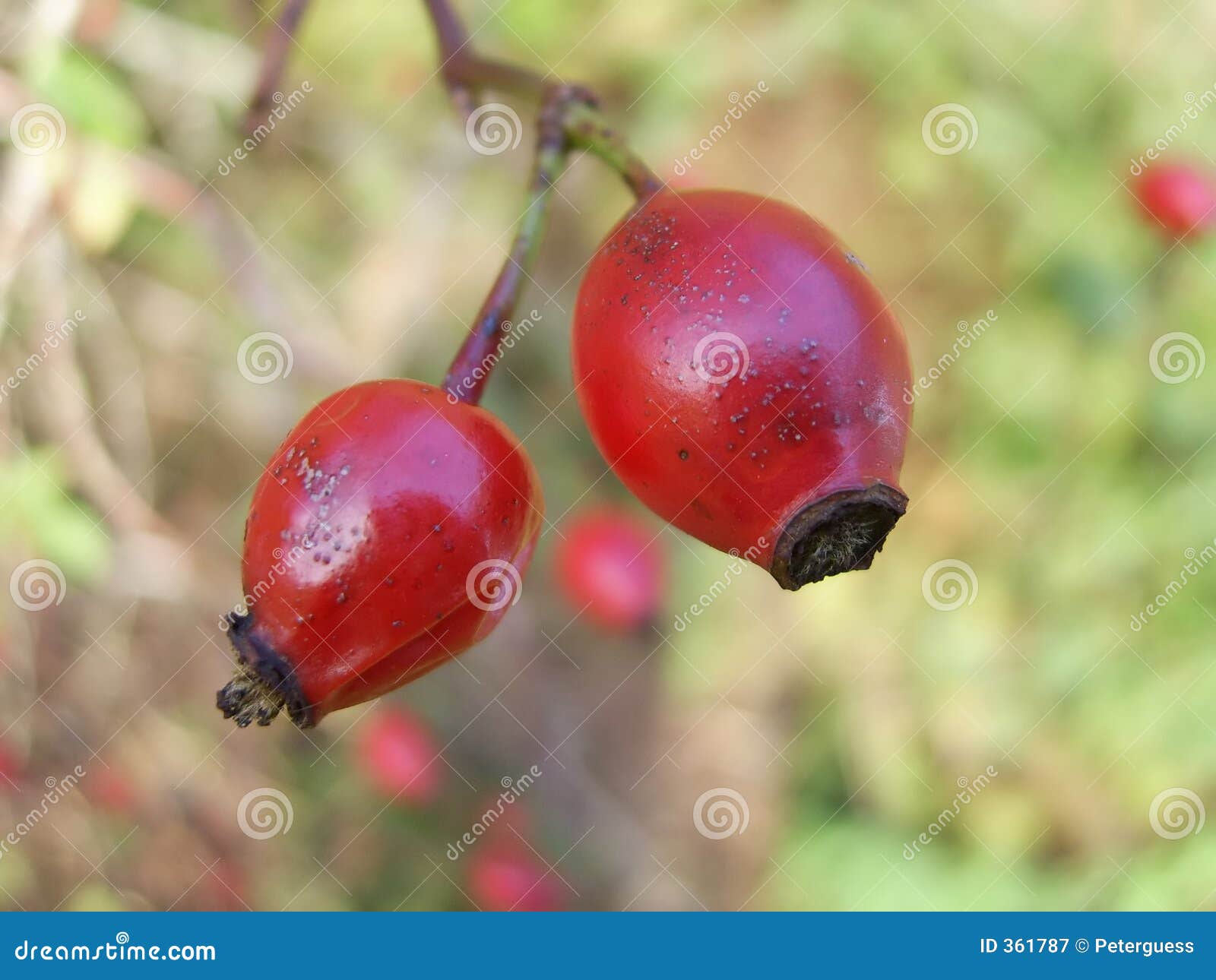 Berries Picture. Image: 361787