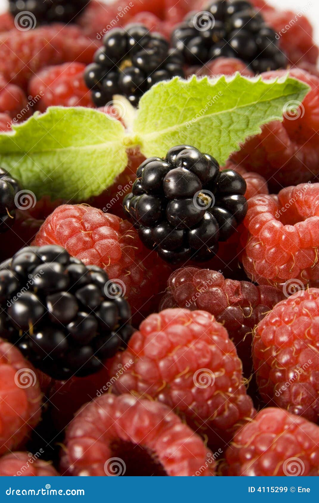 Berries stock image. Image of isolated, closeup, mint - 4115299