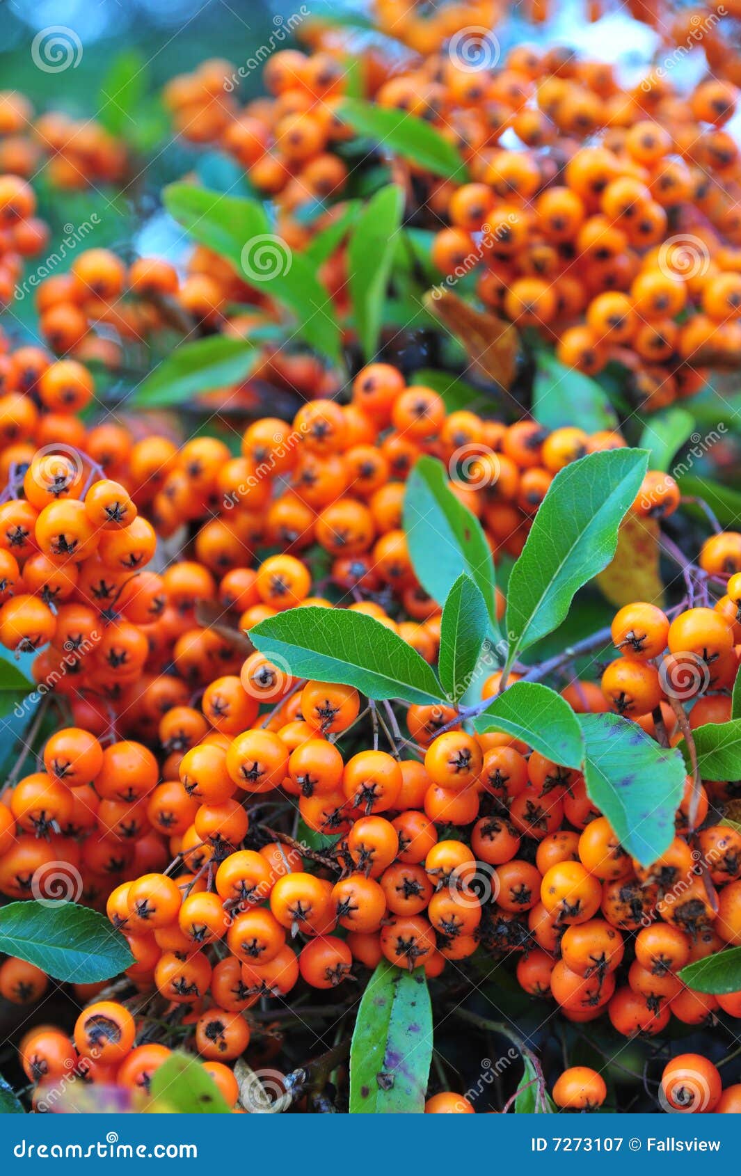 Berries stock image. Image of leaf, plants, autumn, colors - 7273107