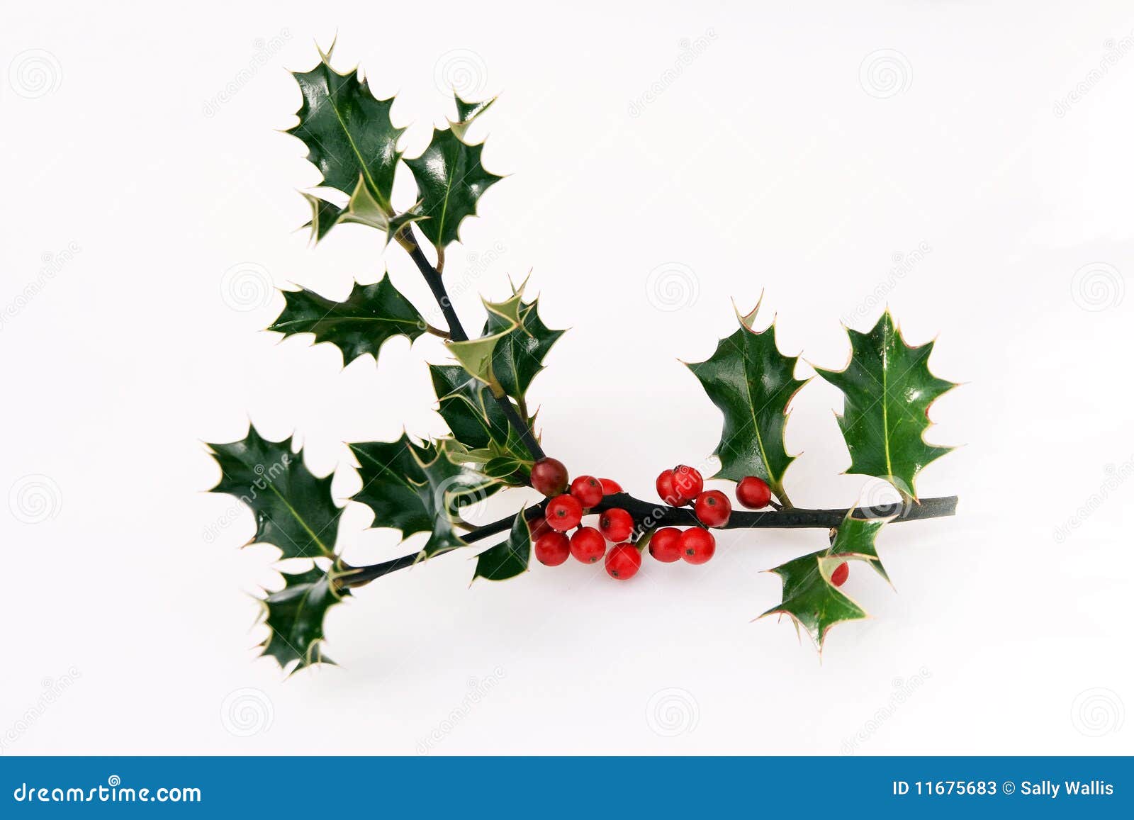 Berries along holly sprig stock image. Image of holly - 11675683