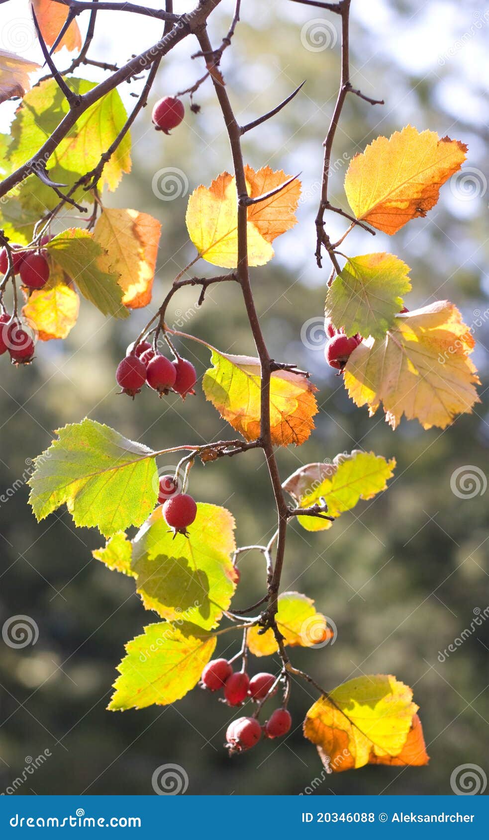 Berries of autumn stock photo. Image of yellow, spike - 20346088