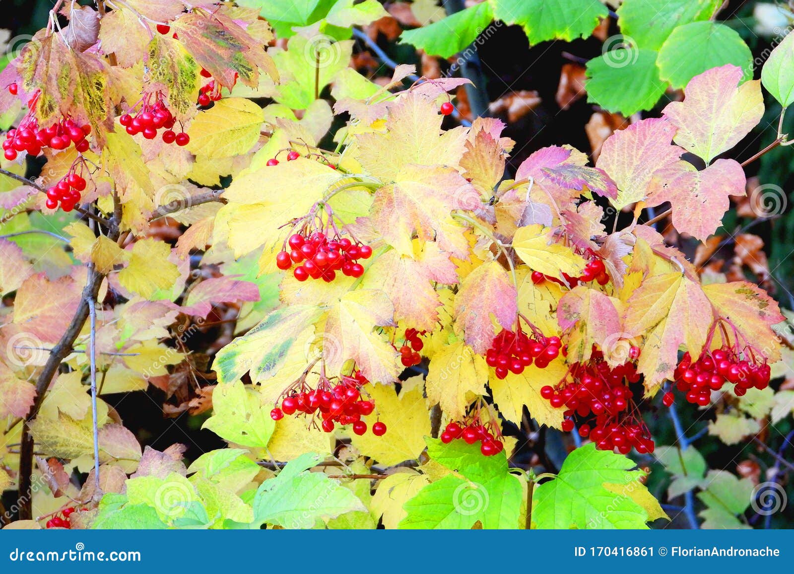 Berries from Autumn Forests Stock Image - Image of nice, forest: 170416861