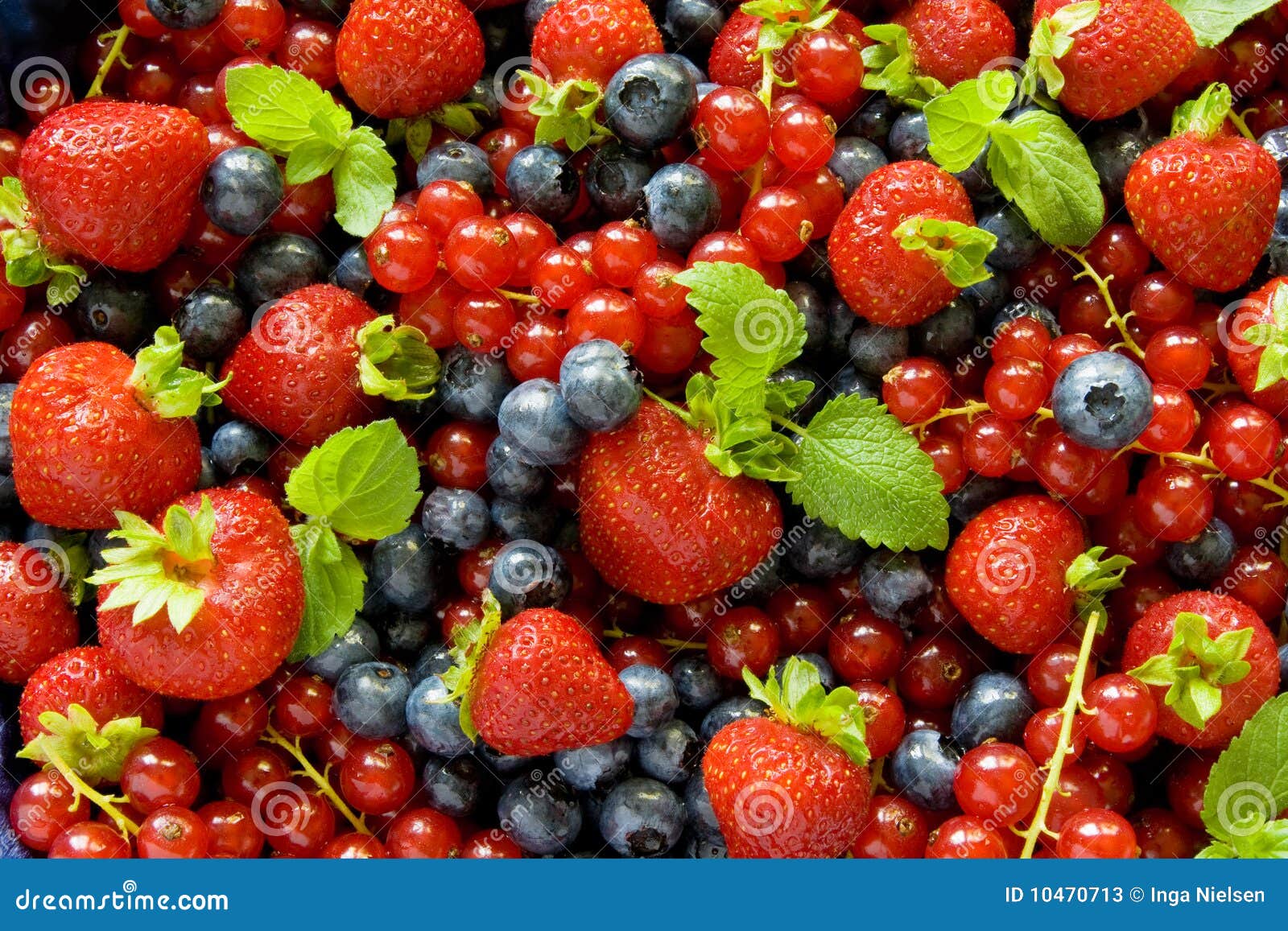 Berries background stock image. Image of balm, blue, melissa - 10470713